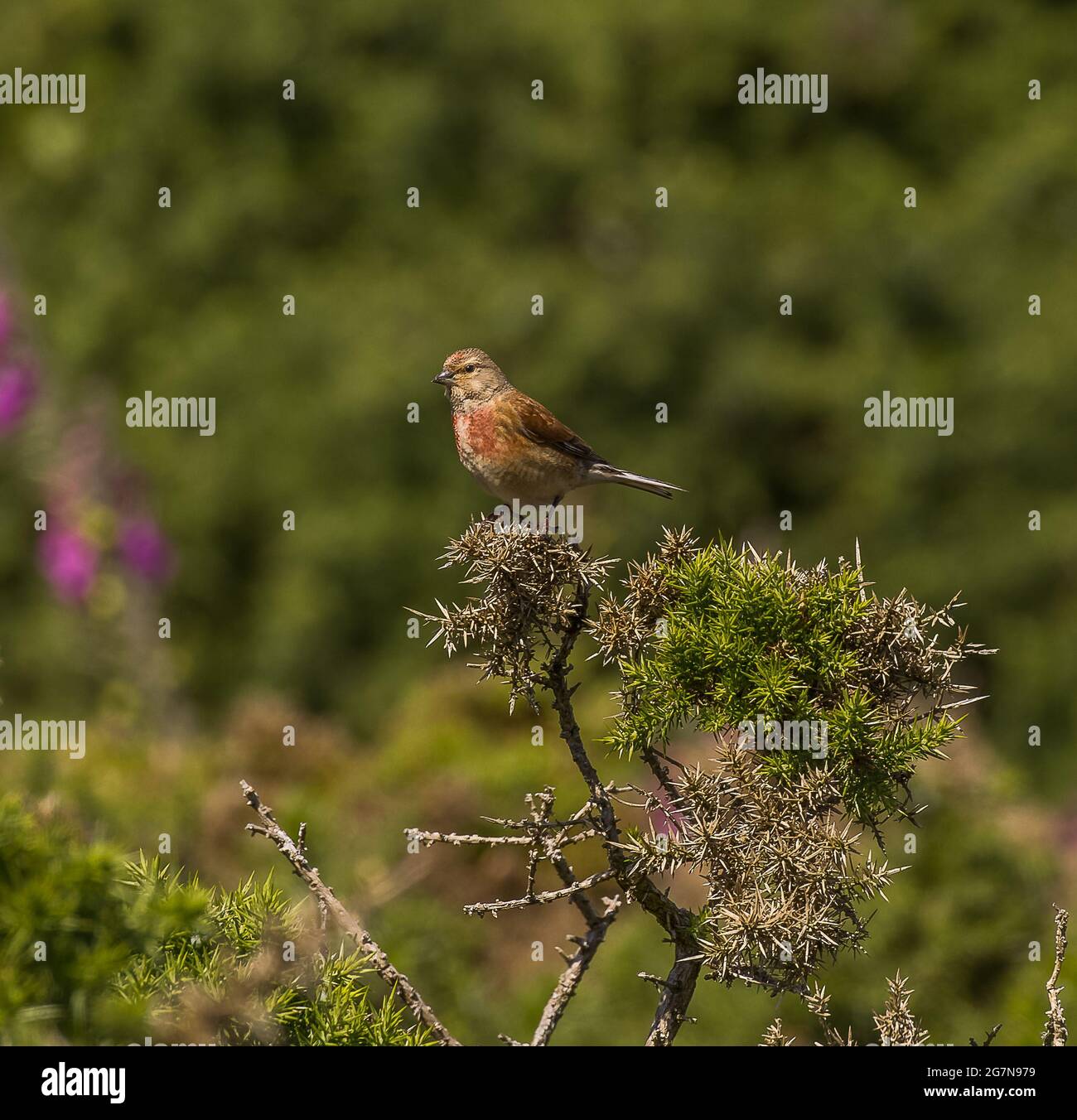Linnet captured with canon r5 hi-res stock photography and images - Alamy