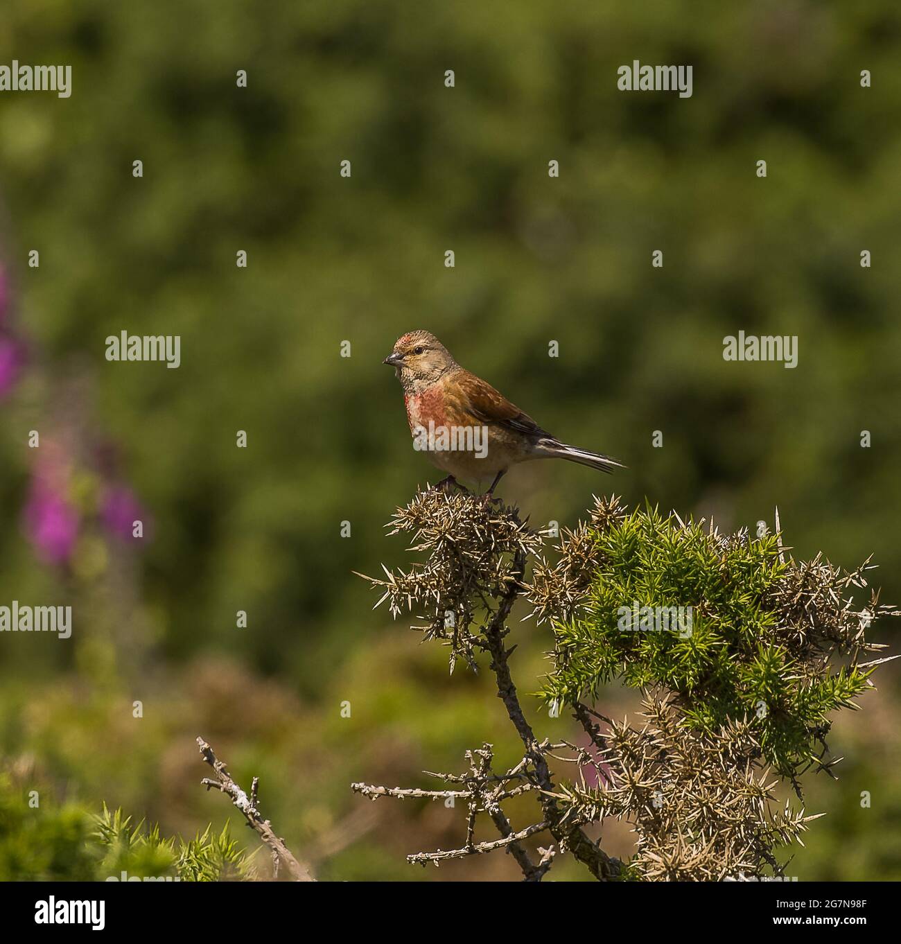 Linnet captured in st agnes cornwall hi-res stock photography and ...