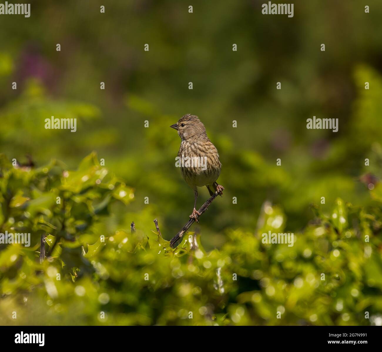 Linnet captured in st agnes cornwall hi-res stock photography and ...