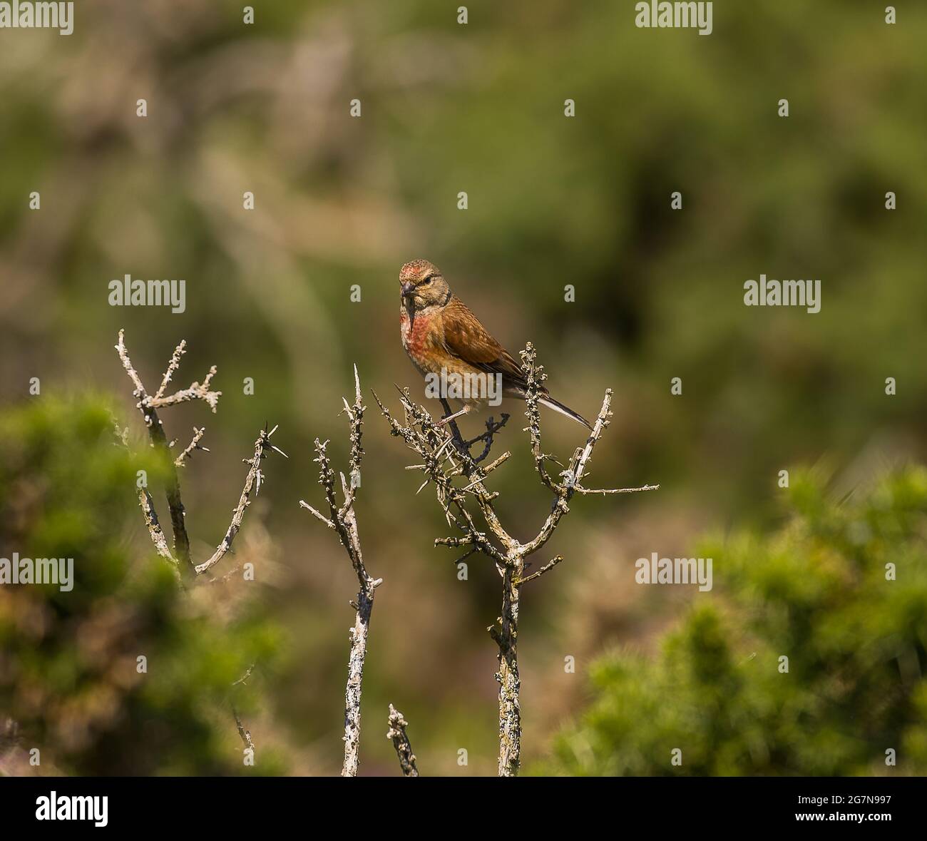 Male and female linnet together hi-res stock photography and images - Alamy