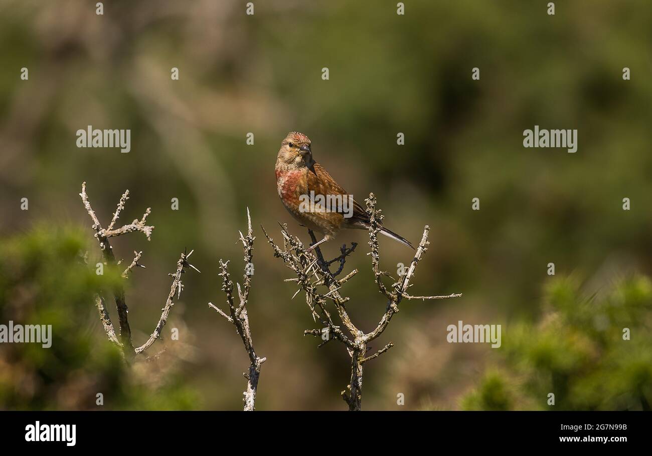 Linnet captured in st agnes cornwall hi-res stock photography and ...