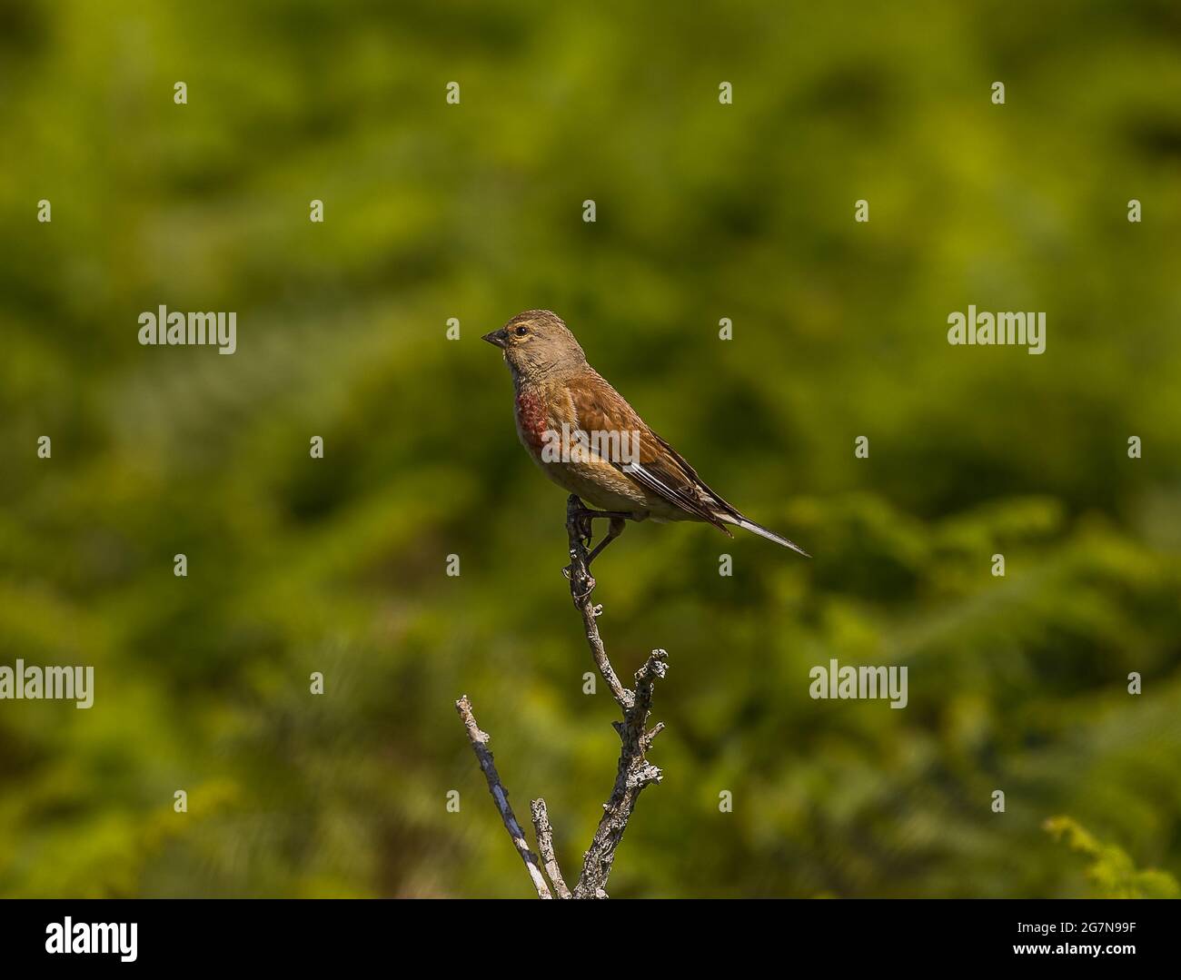Linnet captured in st agnes cornwall hi-res stock photography and ...