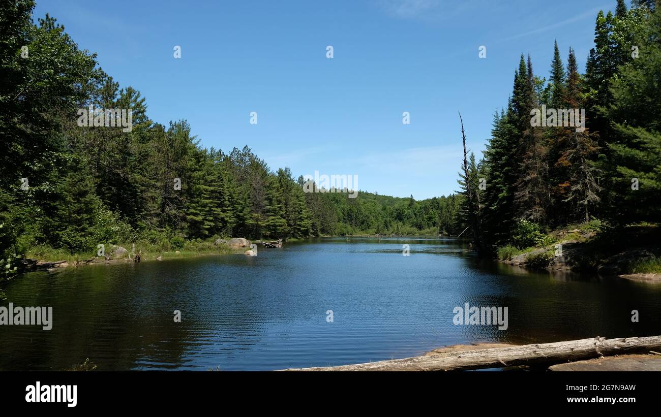 Lake surrounded by tall trees and forests Stock Photo - Alamy