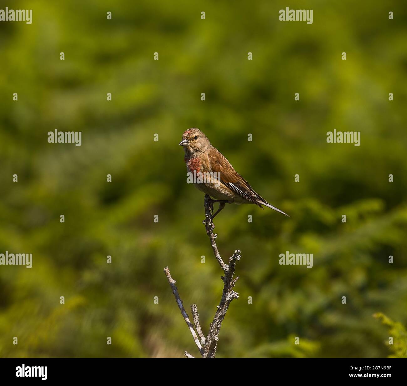 Linnet captured in st agnes cornwall hi-res stock photography and ...