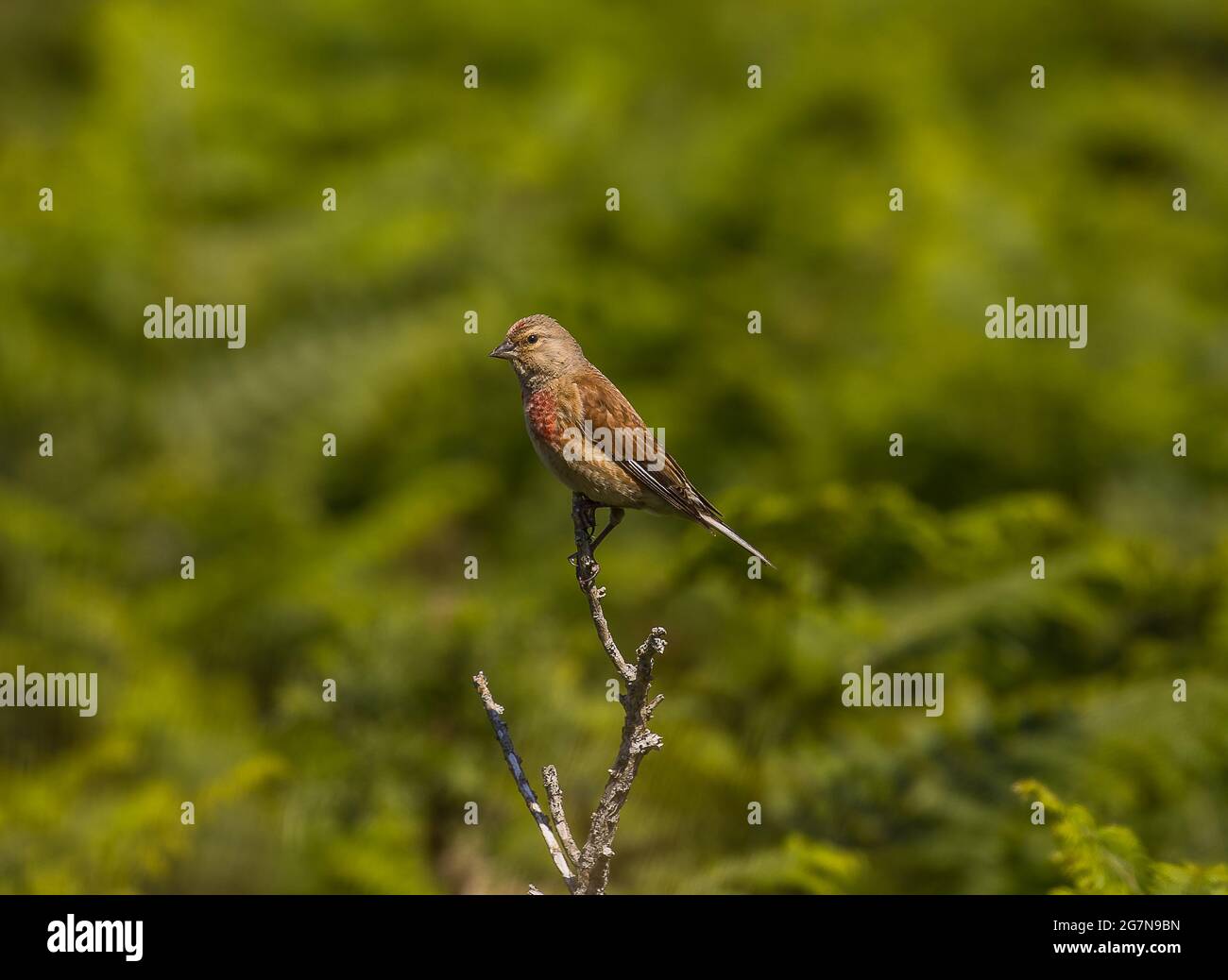 Linnet captured in st agnes cornwall hi-res stock photography and ...