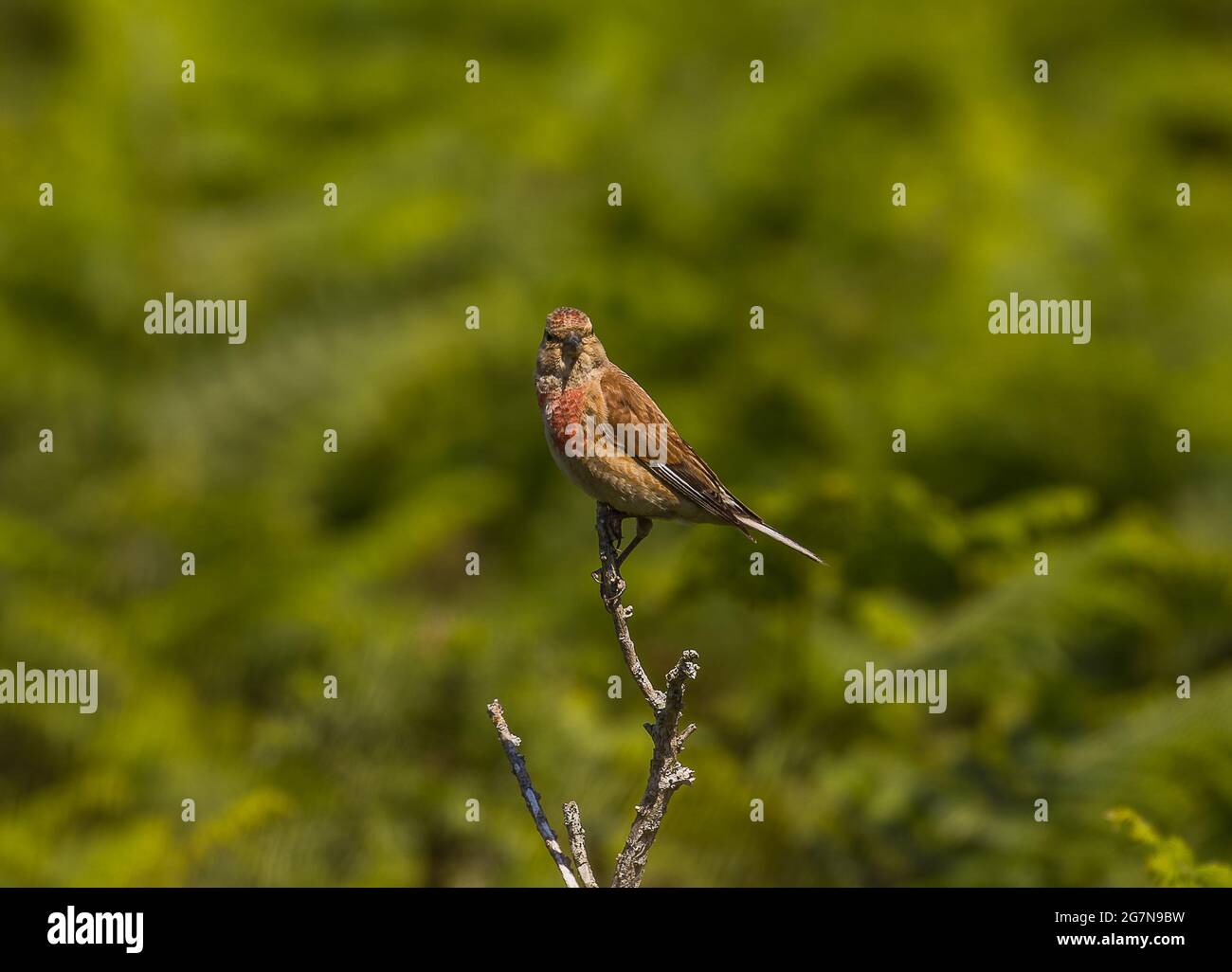 Linnet captured in st agnes cornwall hi-res stock photography and ...