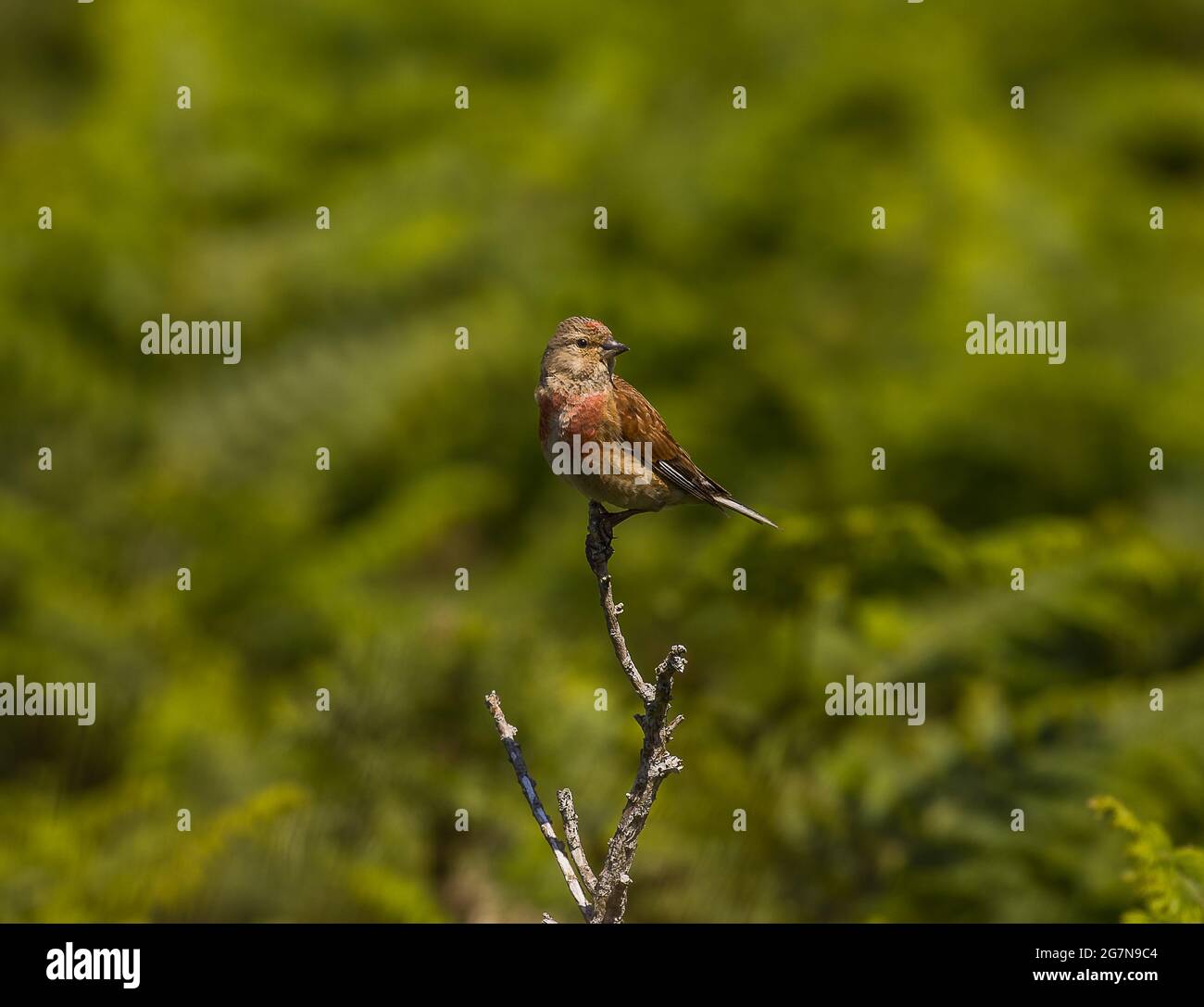 Linnet captured in st agnes cornwall hi-res stock photography and ...