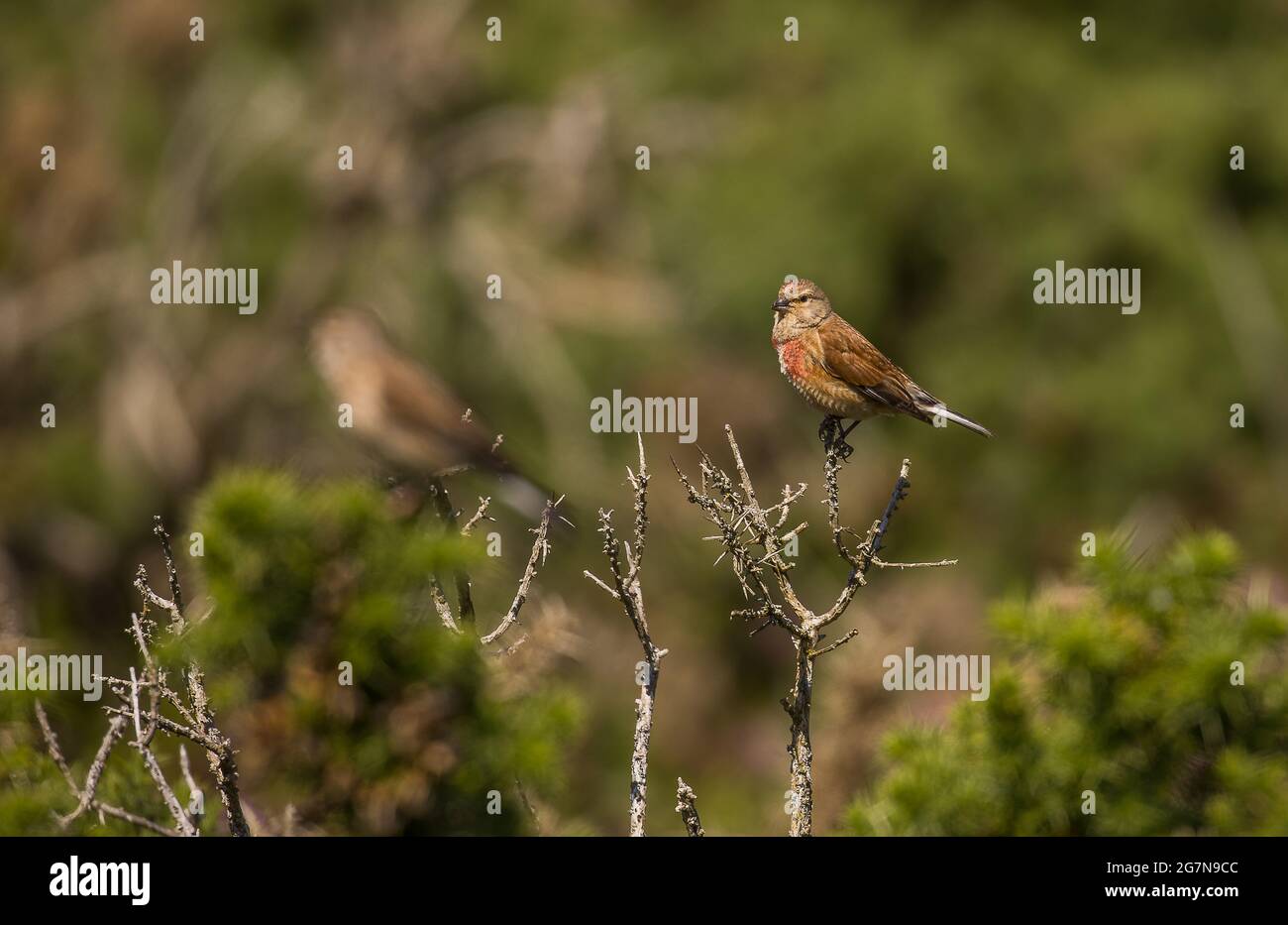 Linnet captured in st agnes cornwall hi-res stock photography and ...