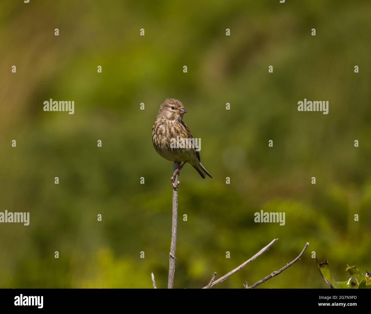 Linnet captured in st agnes cornwall hi-res stock photography and ...