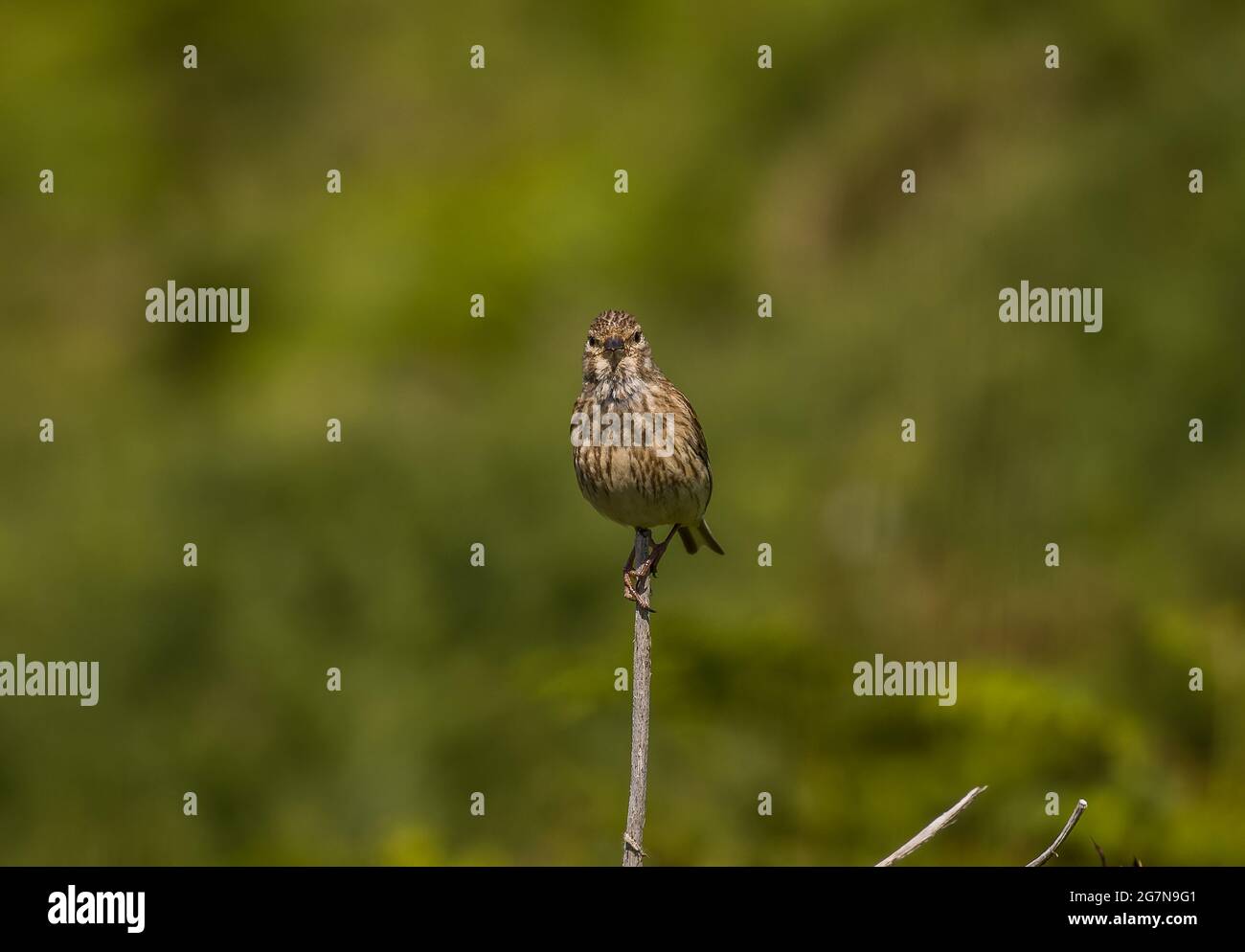 Linnet captured in st agnes cornwall hi-res stock photography and ...