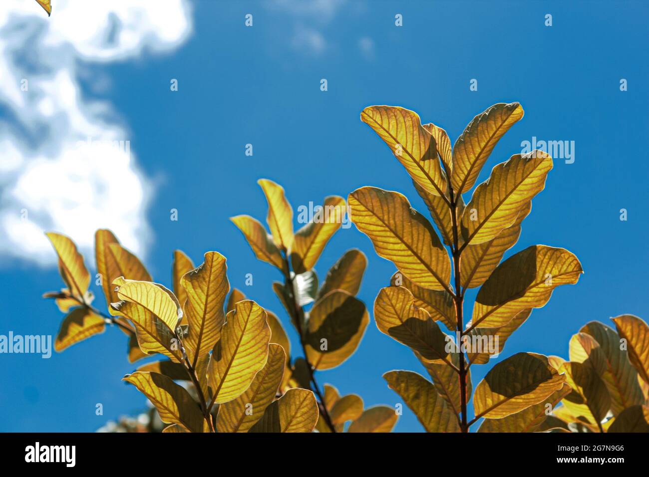 Common guava blue hi-res stock photography and images - Alamy