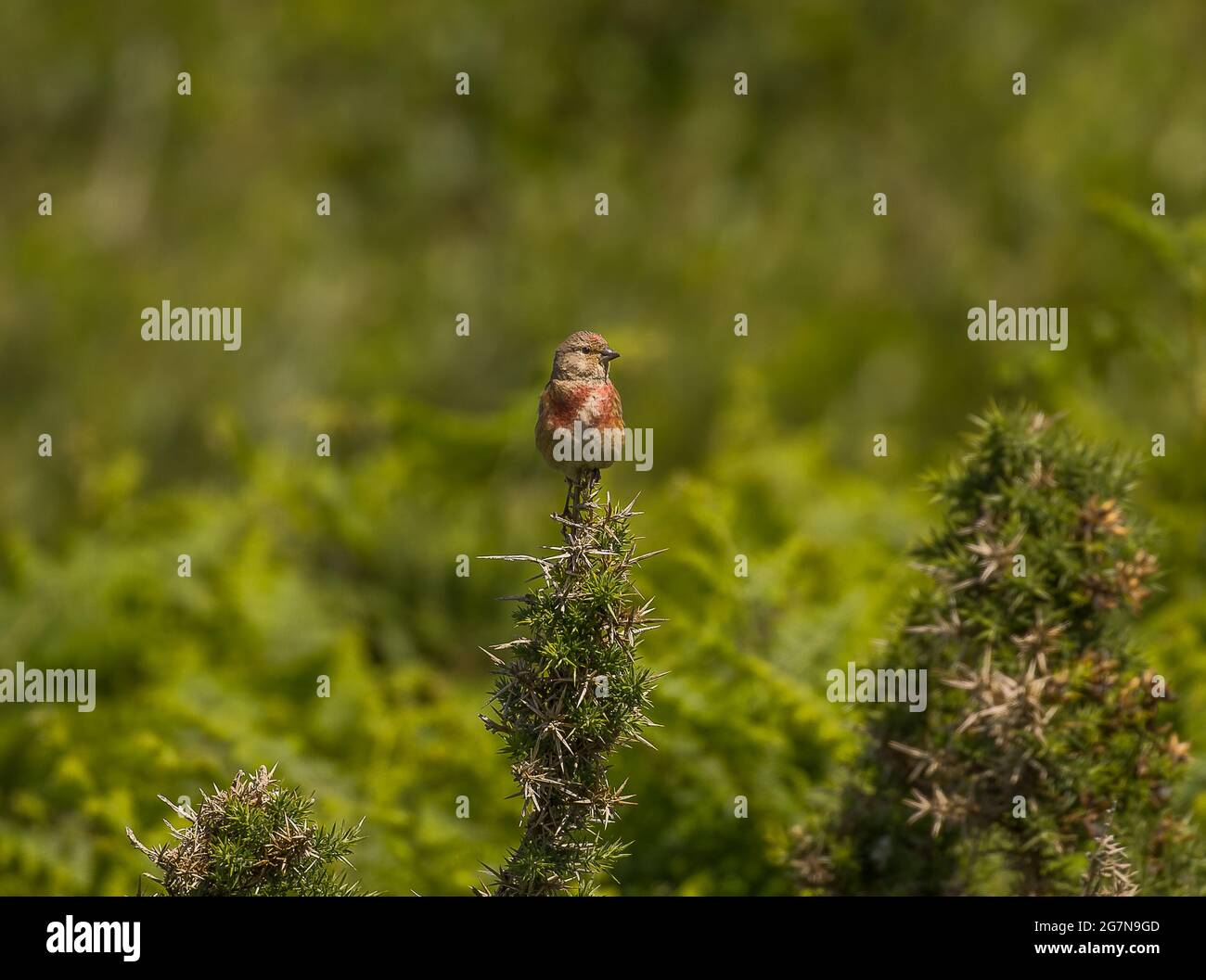 Linnet captured in st agnes cornwall hi-res stock photography and ...