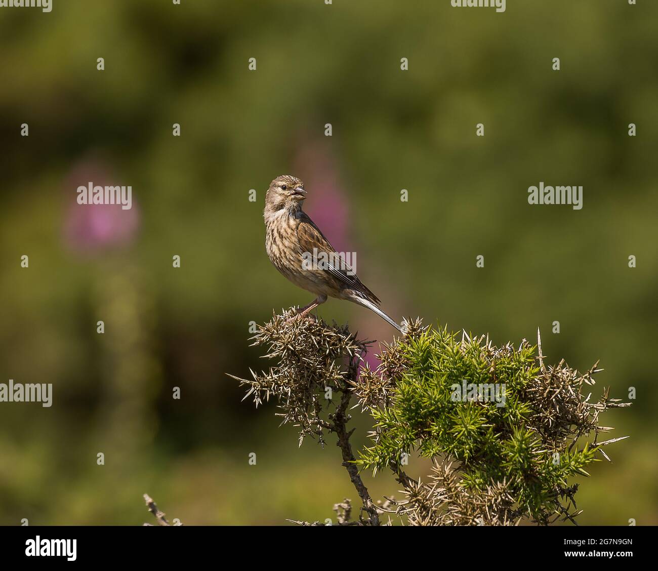Linnet captured in st agnes cornwall hi-res stock photography and ...