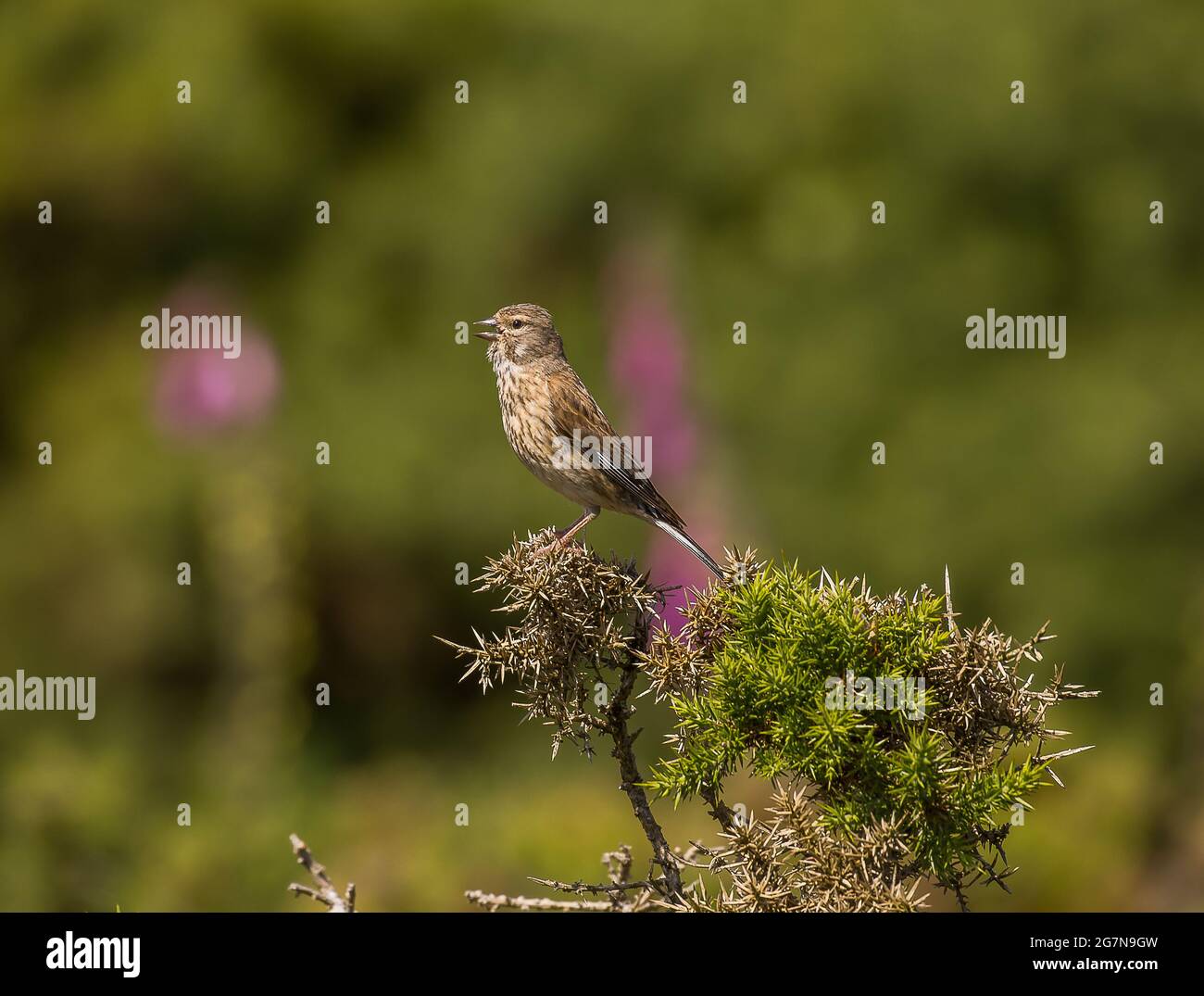 Linnet captured in st agnes cornwall hi-res stock photography and ...