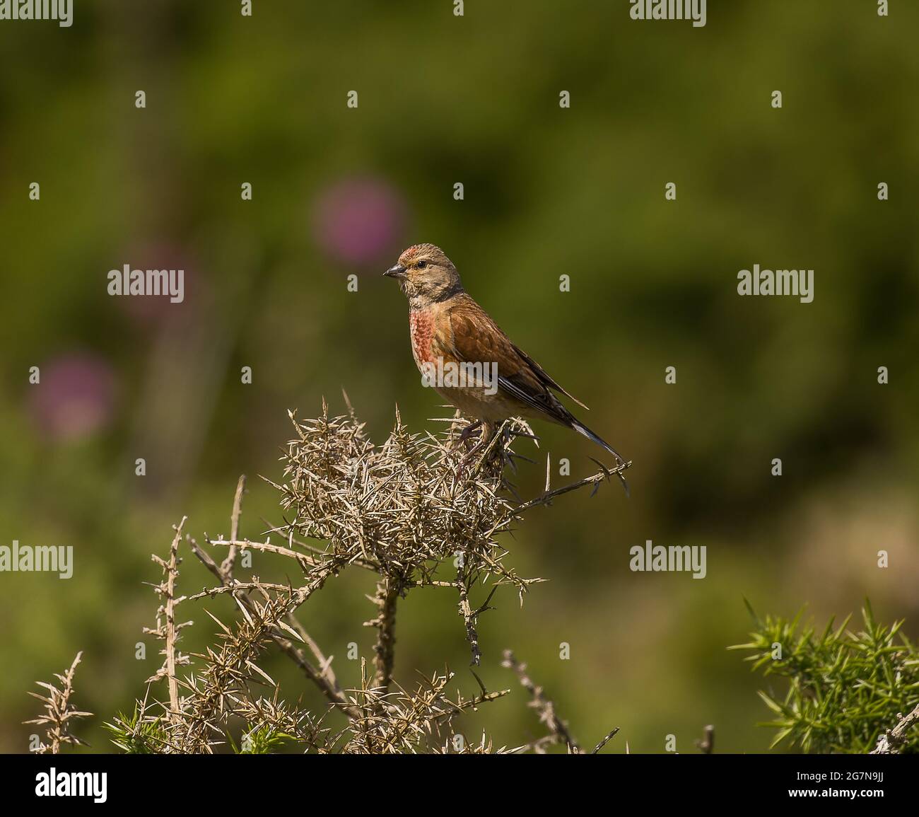 Linnet captured in st agnes cornwall hi-res stock photography and ...
