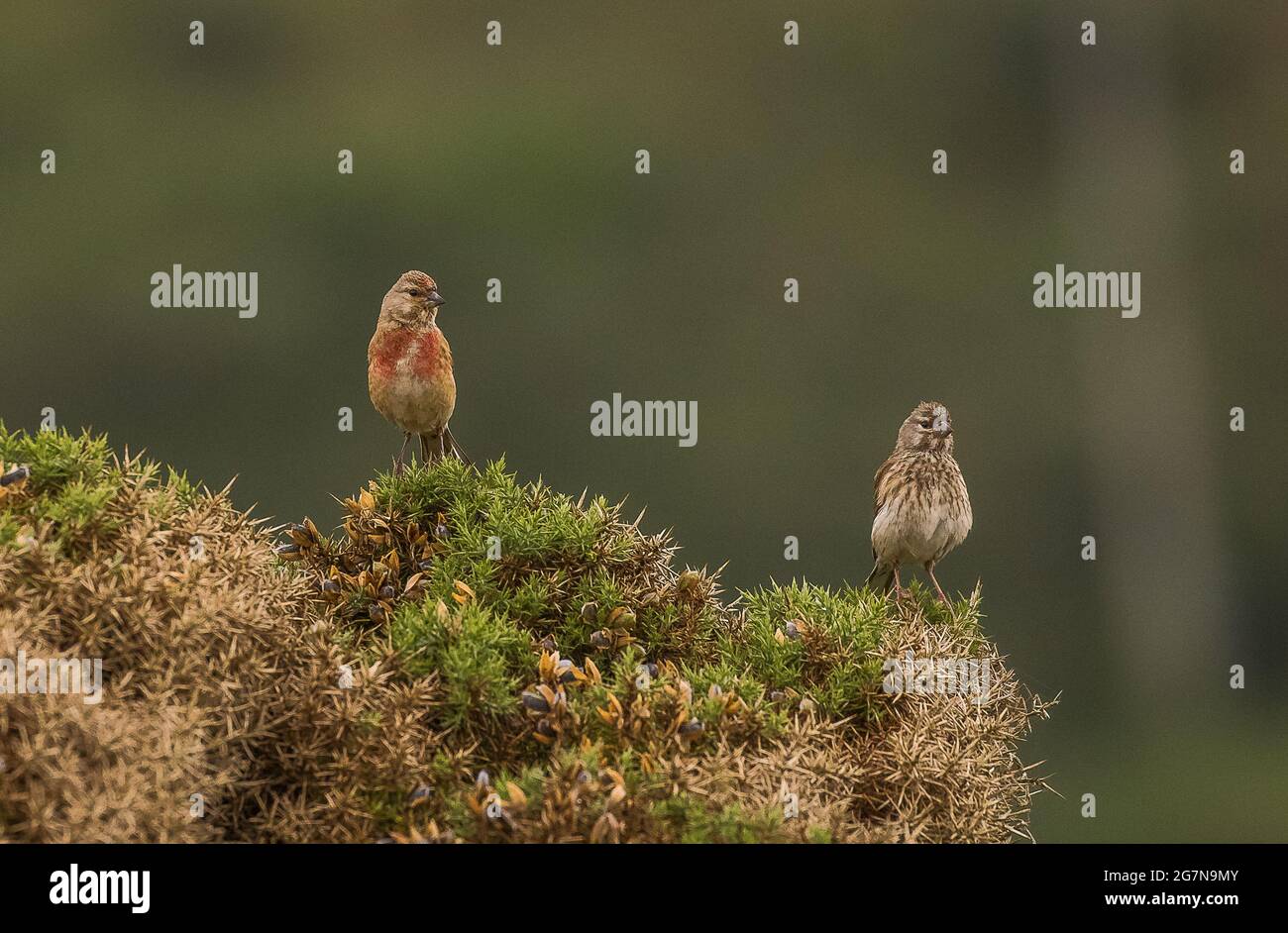 Linnet captured in st agnes cornwall hi-res stock photography and ...