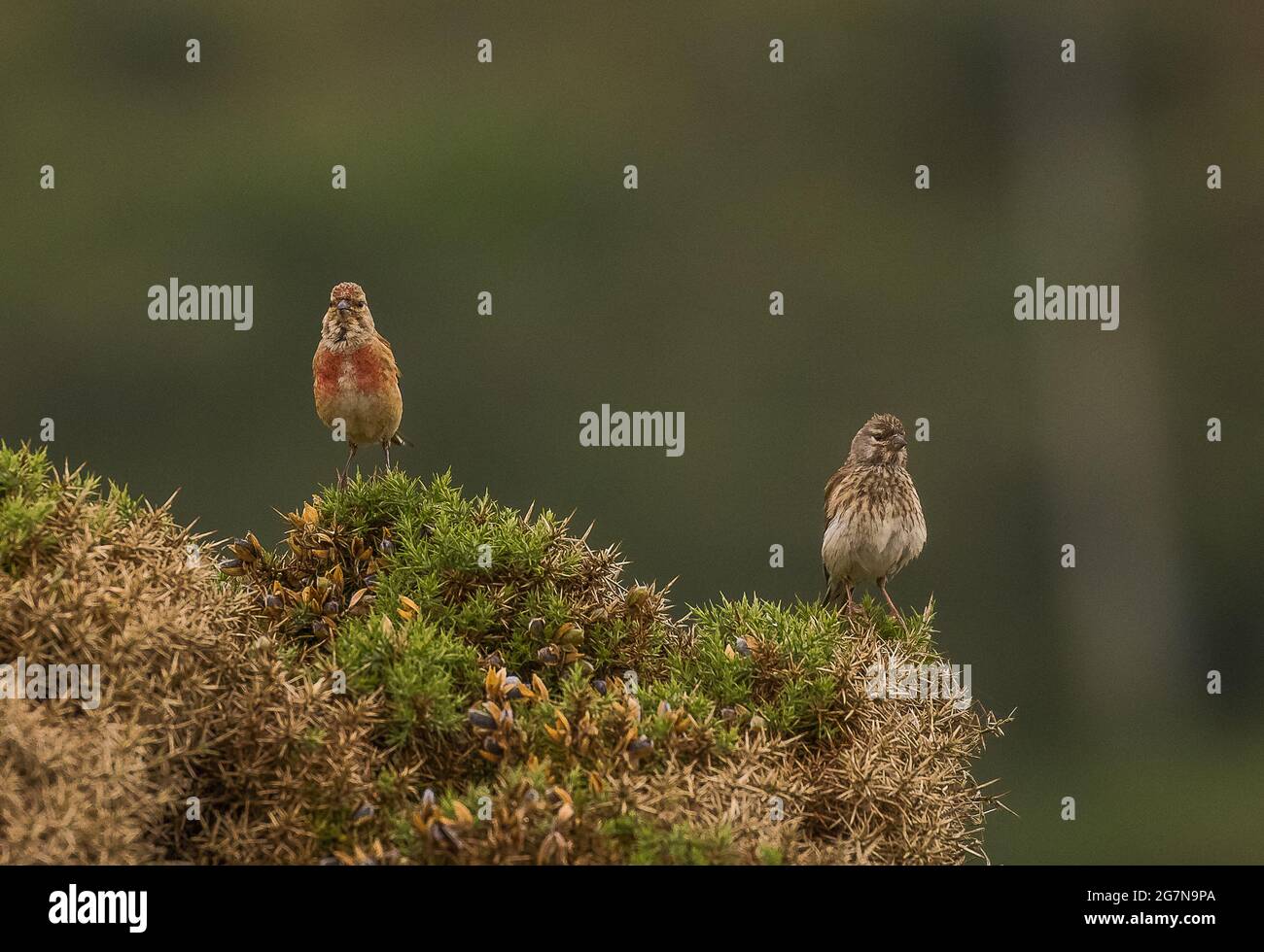 Linnet captured in st agnes cornwall hi-res stock photography and ...