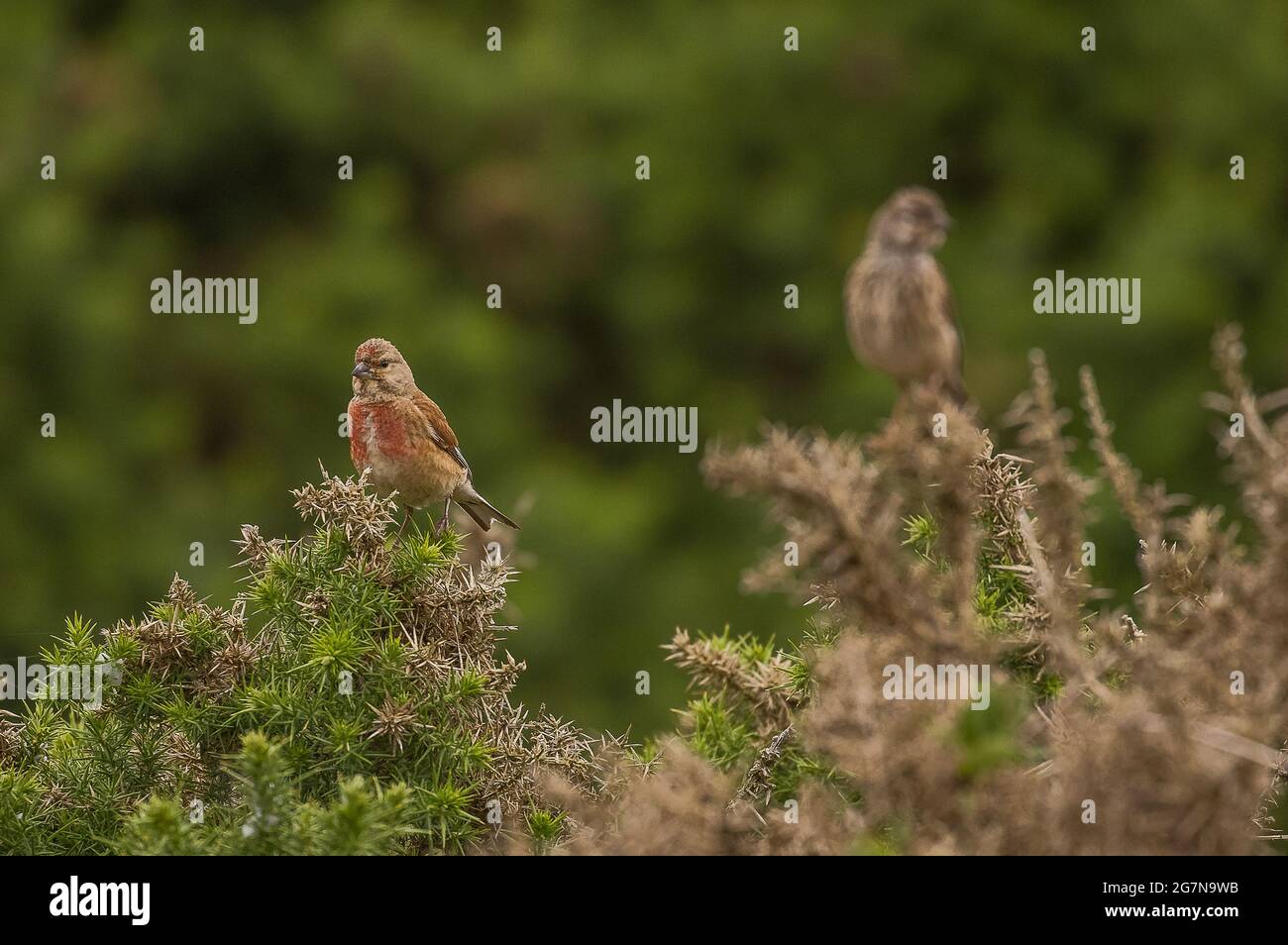 Linnet captured with canon r5 hi-res stock photography and images - Alamy