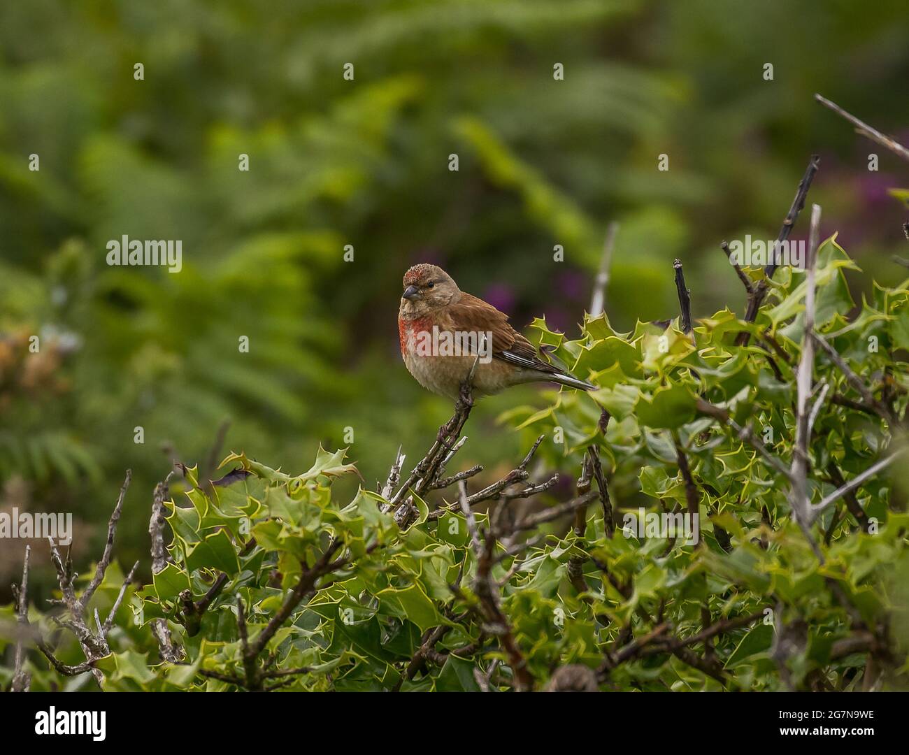 Linnet captured in st agnes cornwall hi-res stock photography and ...