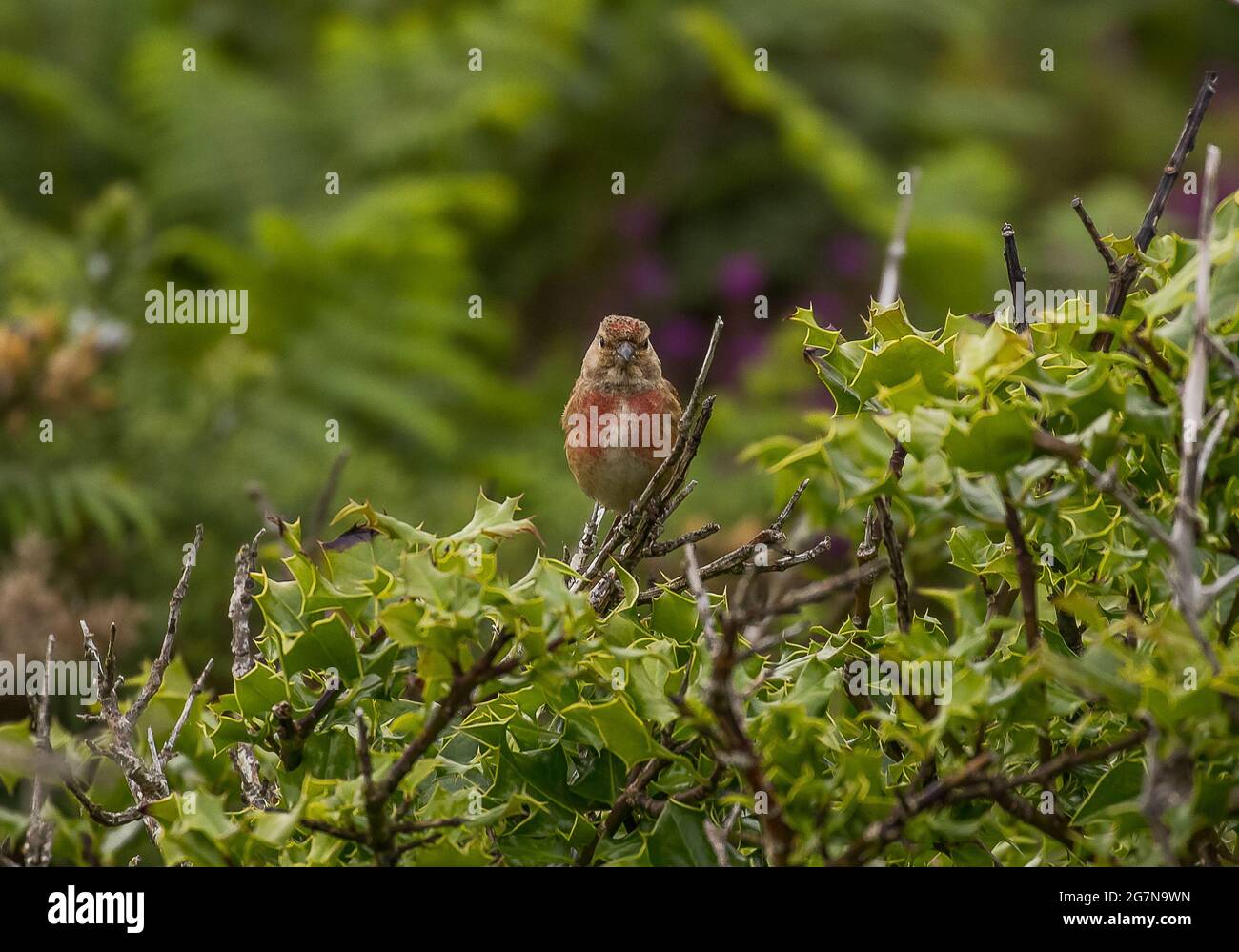 Linnet captured in st agnes cornwall hi-res stock photography and ...