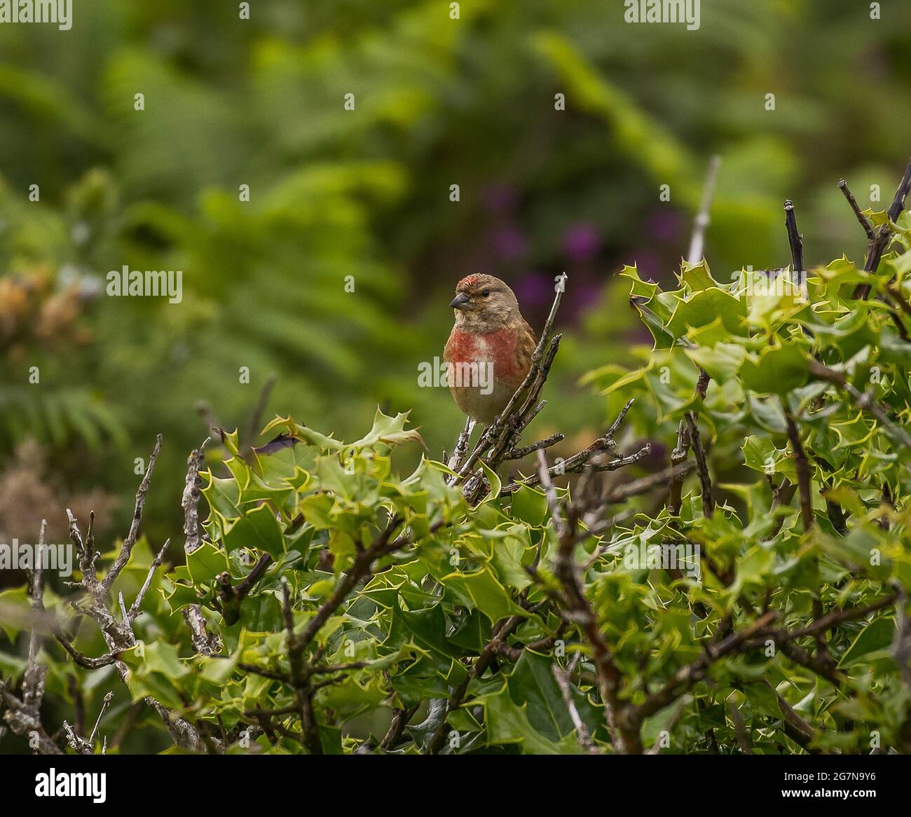 Male and female linnet together hi-res stock photography and images - Alamy