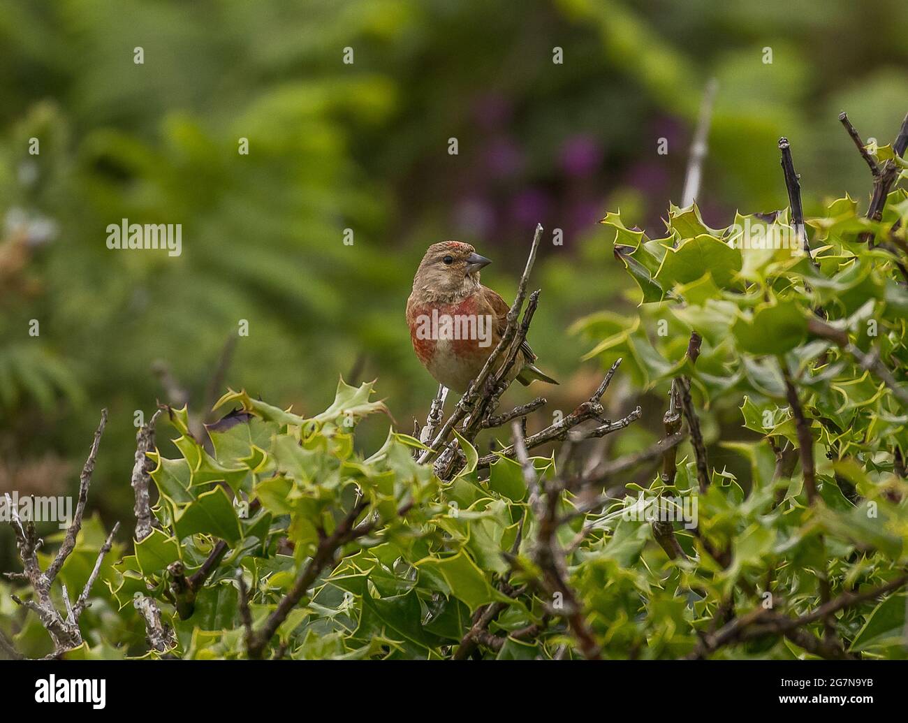 Linnet captured in st agnes cornwall hi-res stock photography and ...