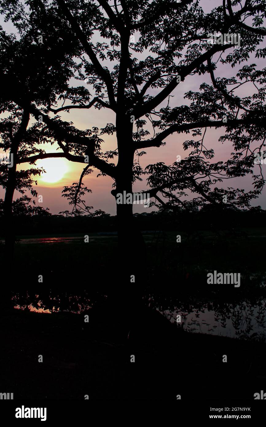 Beautiful tree shadow in nature Stock Photo - Alamy