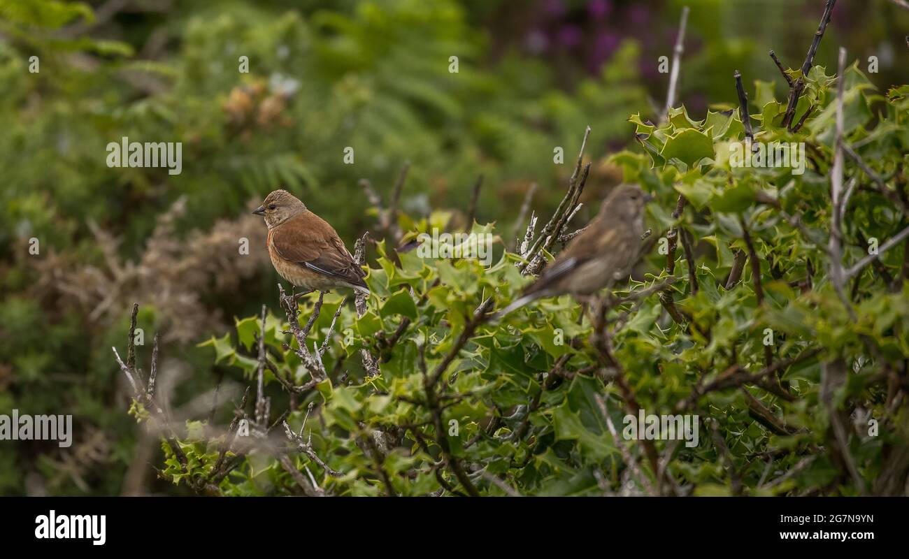 Linnet captured in st agnes cornwall hi-res stock photography and ...