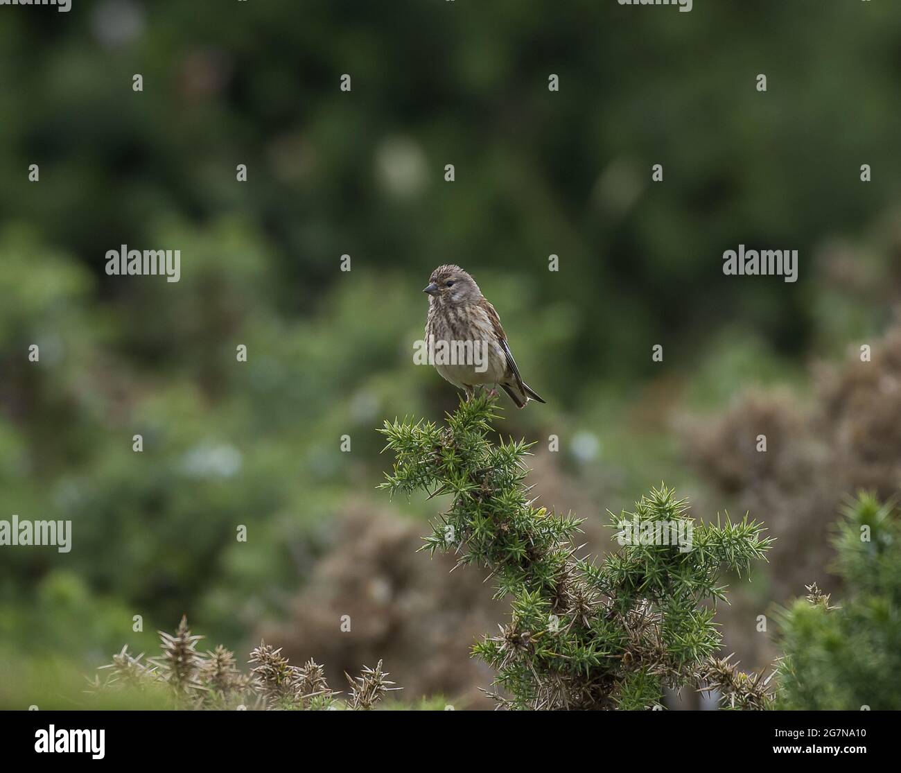 Linnet captured in st agnes cornwall hi-res stock photography and ...