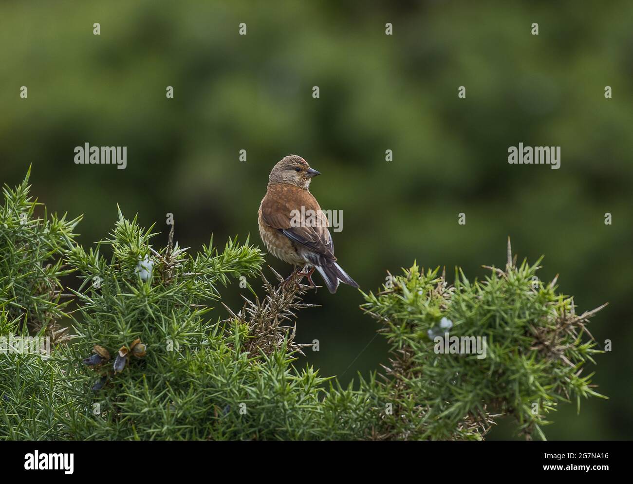 Linnet captured in st agnes cornwall hi-res stock photography and ...