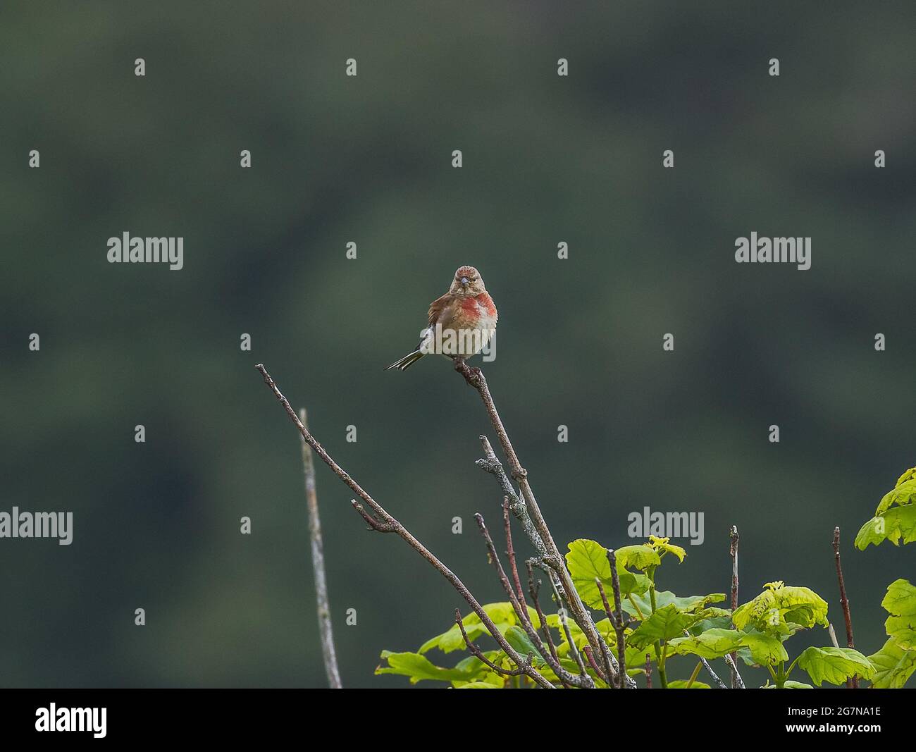 Linnet captured in st agnes cornwall hi-res stock photography and ...