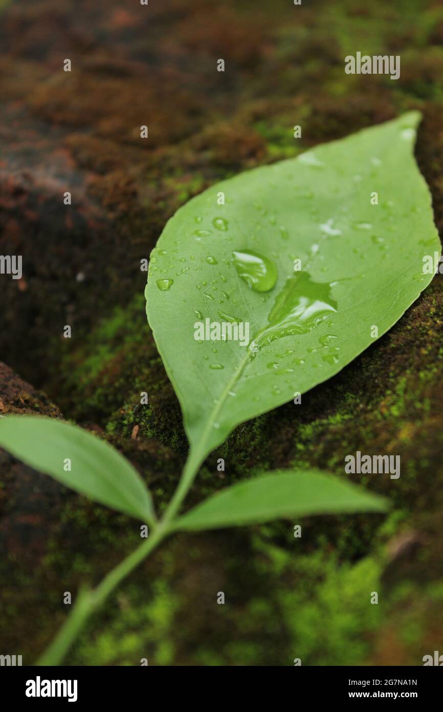 Liquid leaf hi-res stock photography and images - Alamy