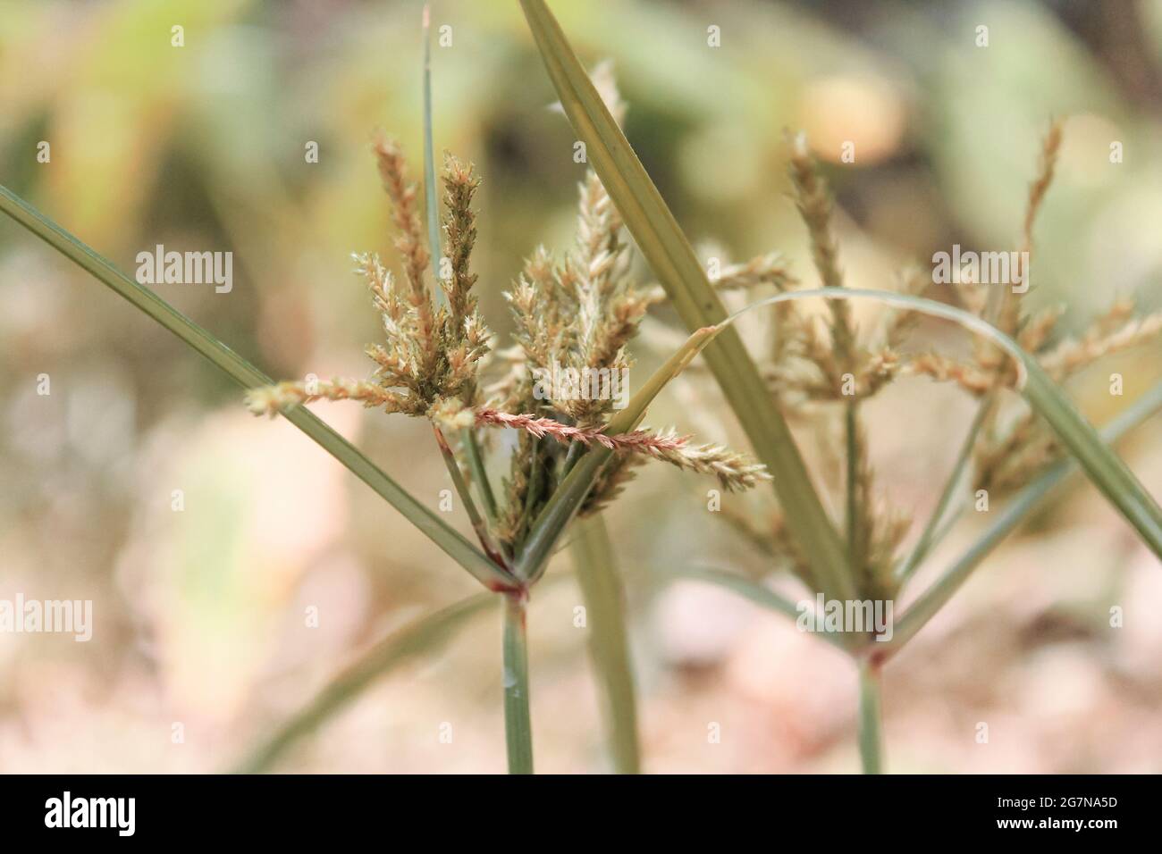Cattail plant in water hi-res stock photography and images - Alamy