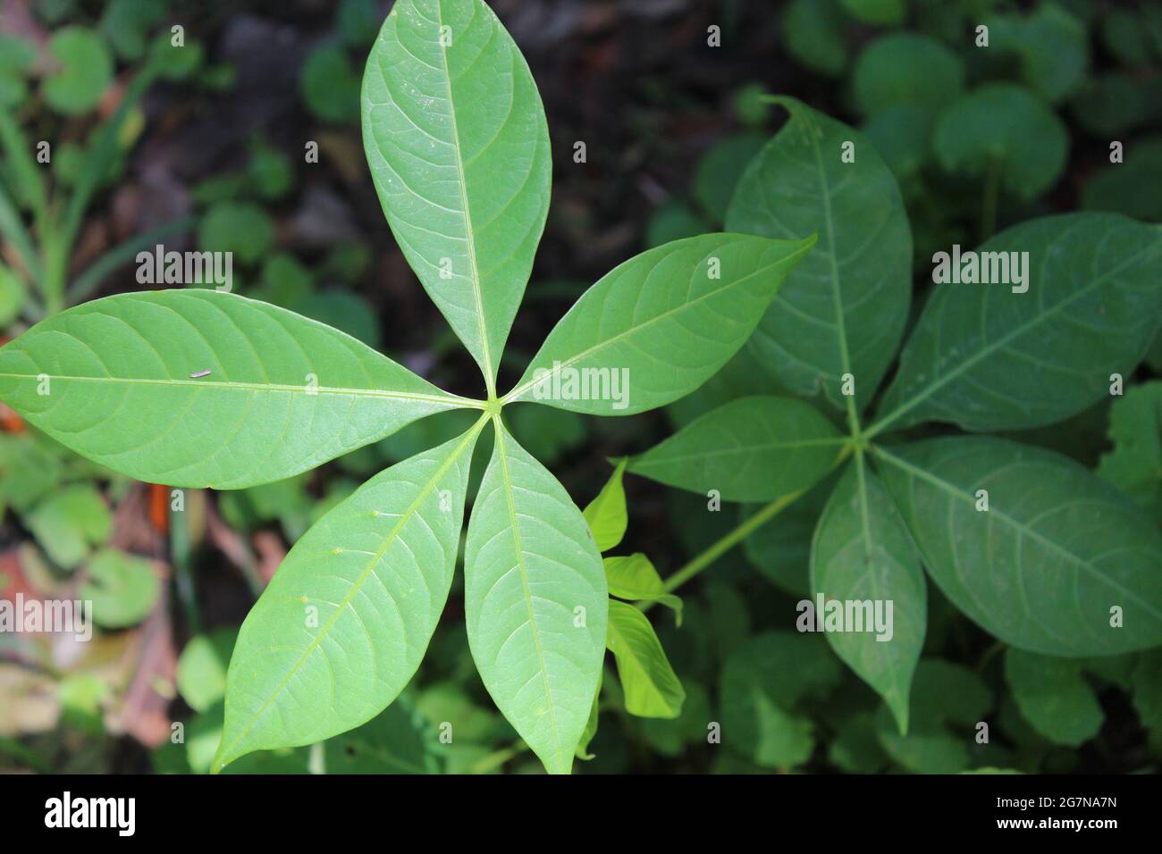 Bombax hi-res stock photography and images - Alamy