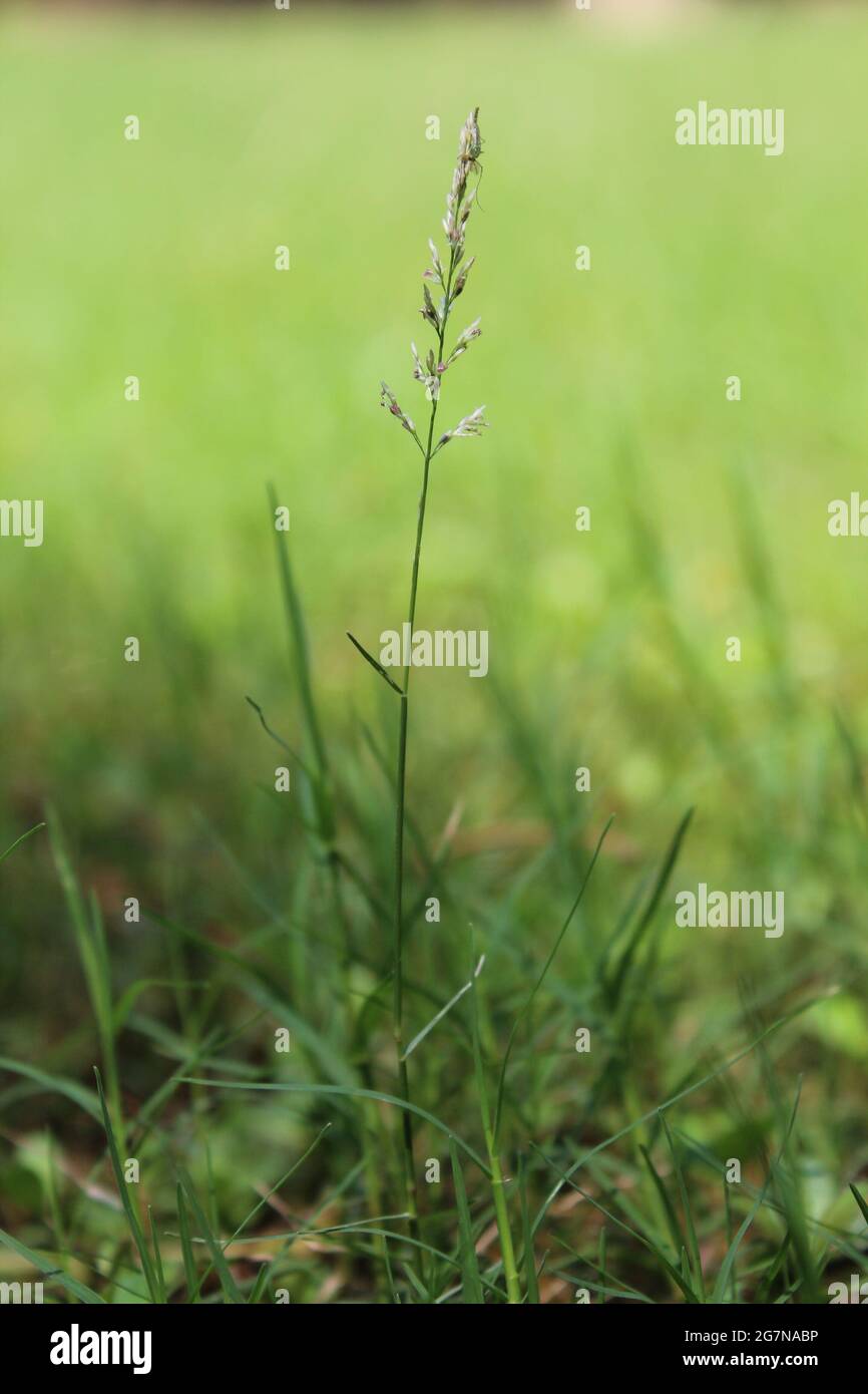 Beautiful grass flower hi-res stock photography and images - Alamy