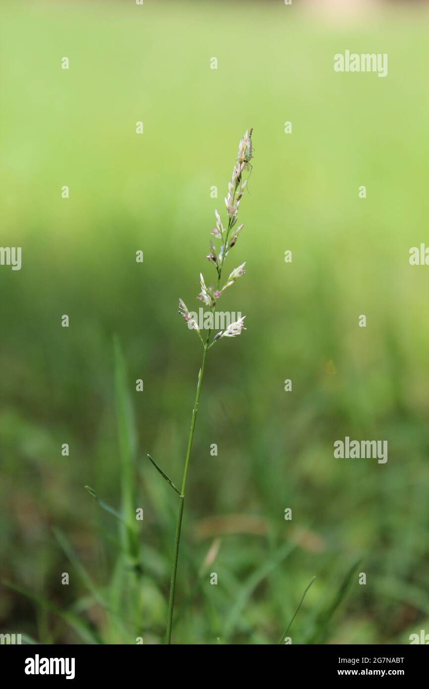 Beautiful grass flower hi-res stock photography and images - Alamy