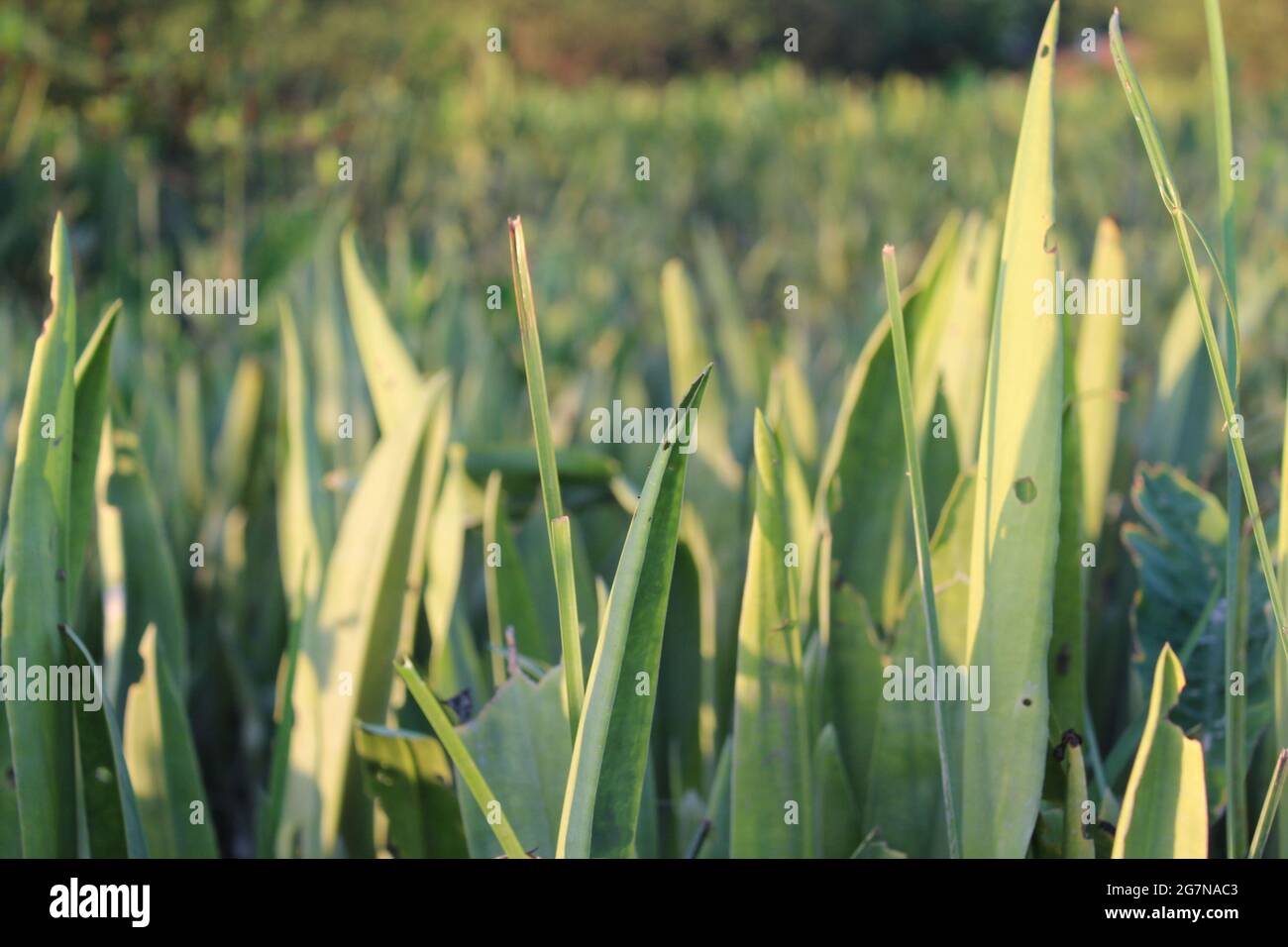 Sundarbans mangrove forest hi-res stock photography and images - Alamy