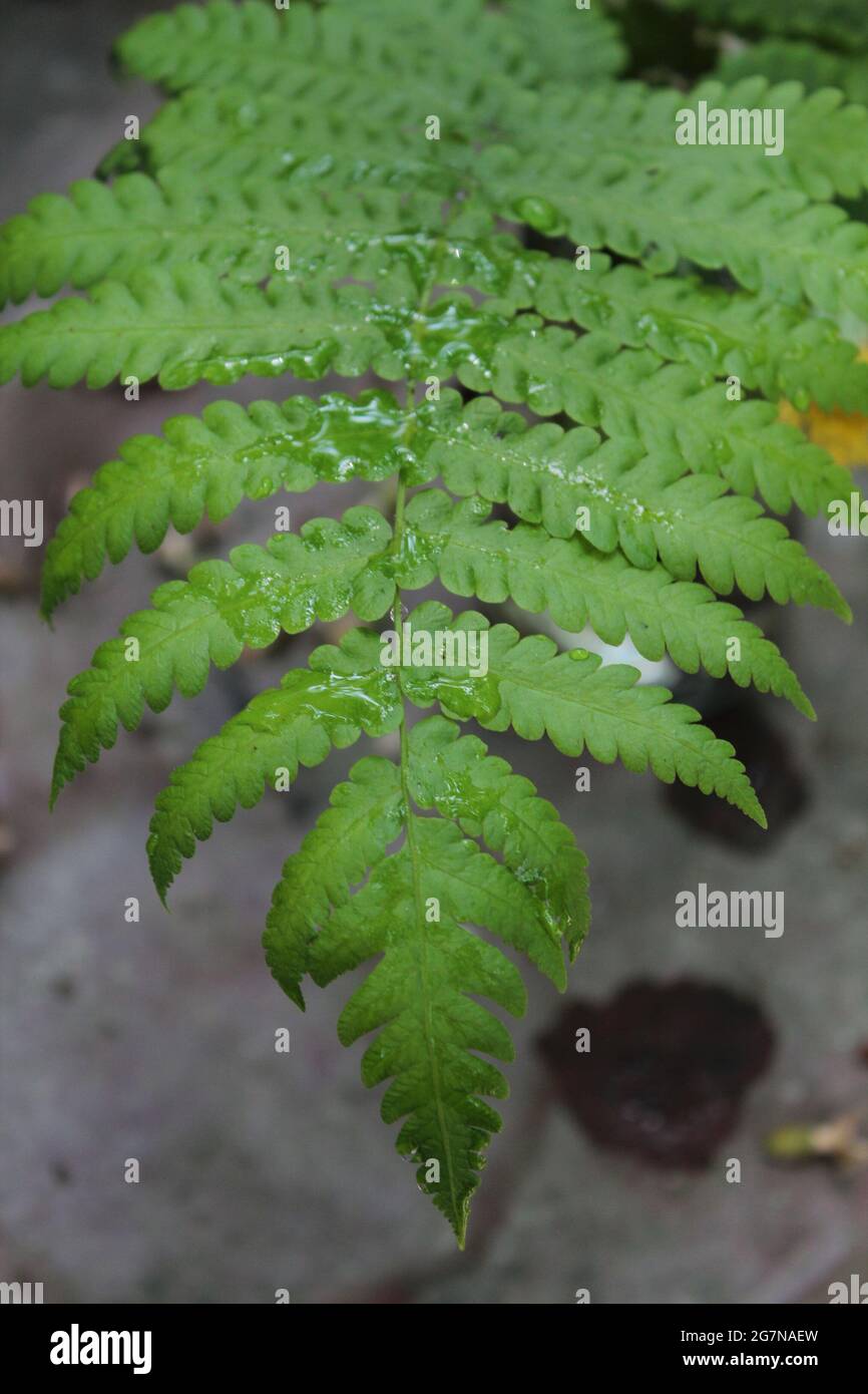 Beach fern plant leaf Stock Photo - Alamy