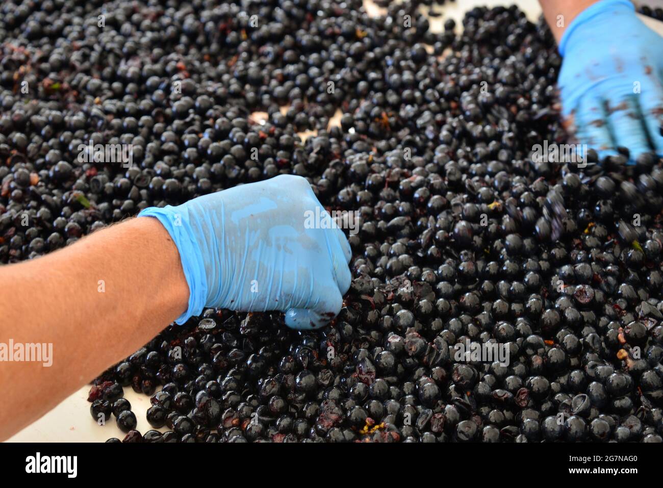 FRANCE. GIRONDE (33). WINE ROUTE ON SAINT-EMILION. HANDMADE SELECTION ...