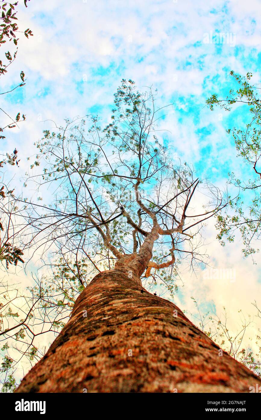 Tree under view hi-res stock photography and images - Alamy
