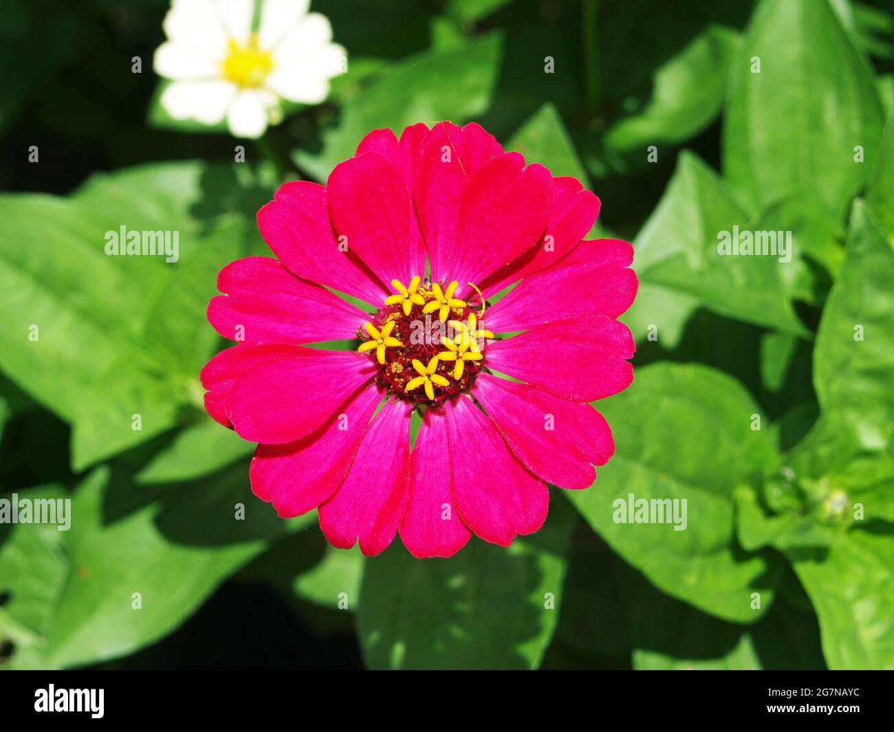 Circle of Red - A beautiful, perfectly round, bright red flower at the ...