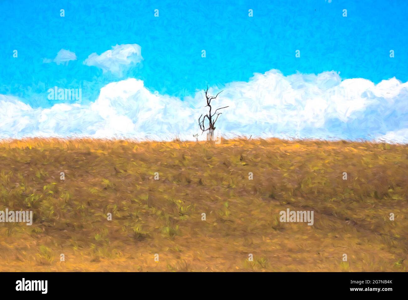 Dried bush in a field Stock Photo - Alamy