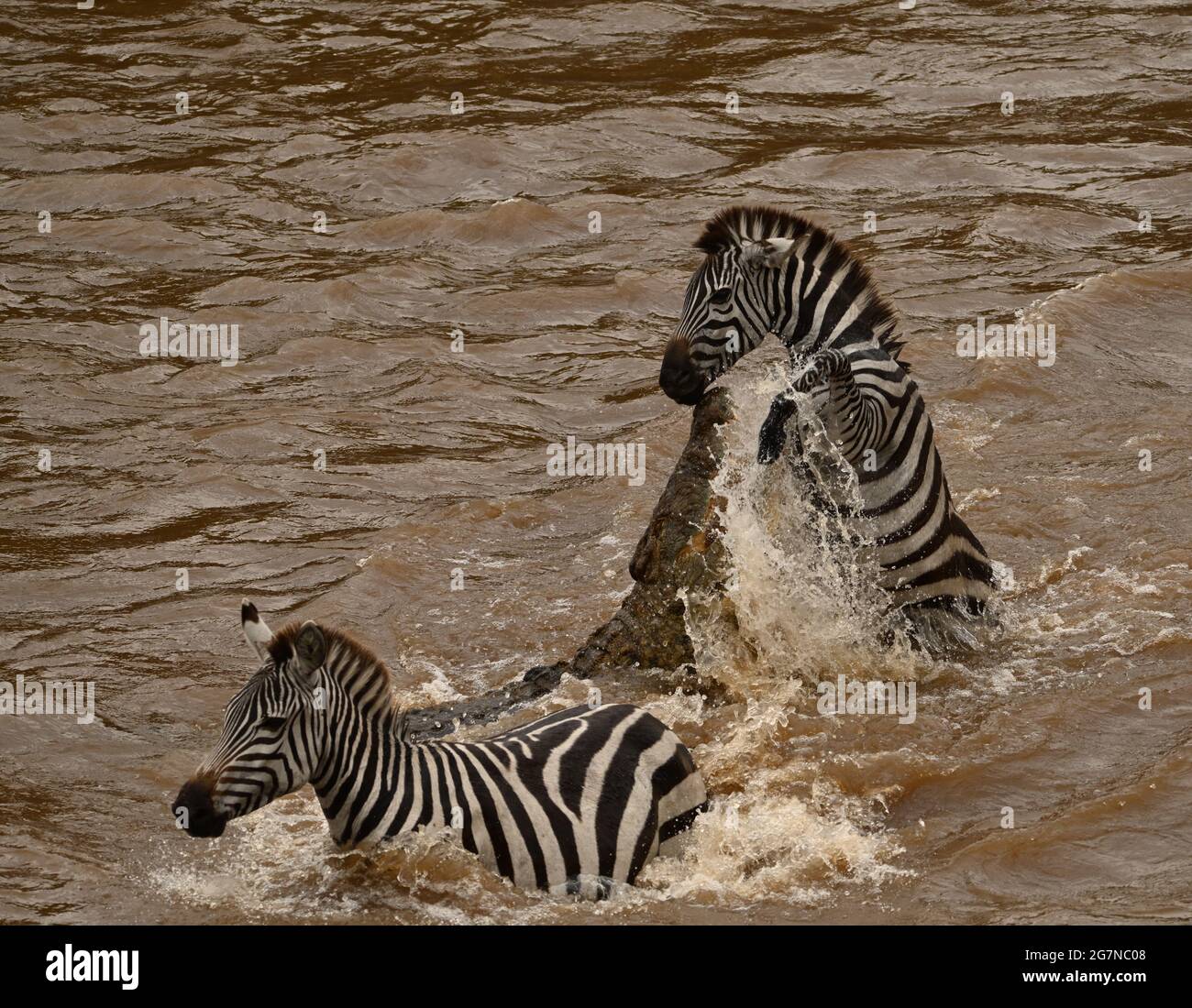 The zebra reared up to avoid the snapping jaws. MAASAI MARA NATIONAL ...