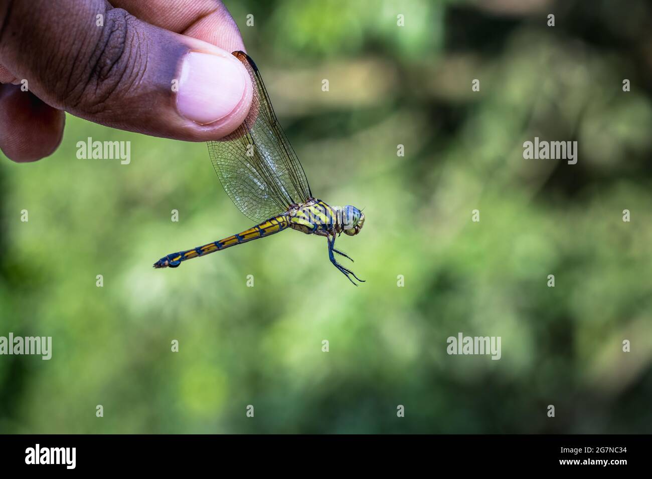 Young dragonfly kept on hand with two fingers close up Stock Photo - Alamy