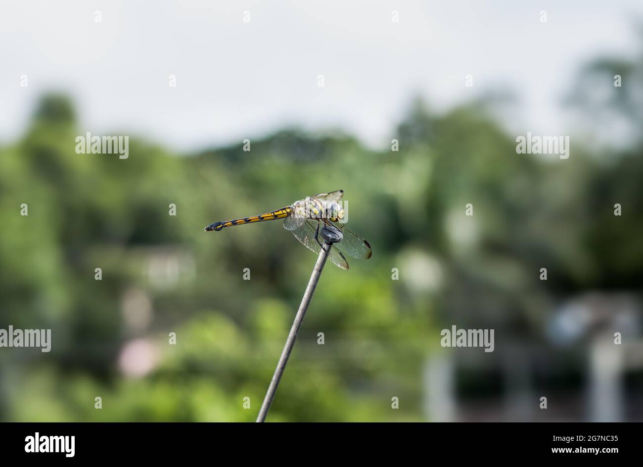 Dragonfly odonata sitting on blade hi-res stock photography and images ...