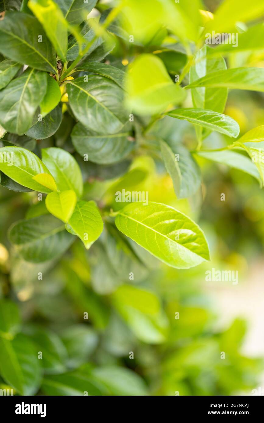 Prunus laurocerasus common laurel cherry laurel hi-res stock ...