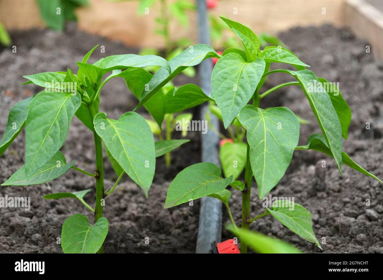 Young Bell Pepper Plants