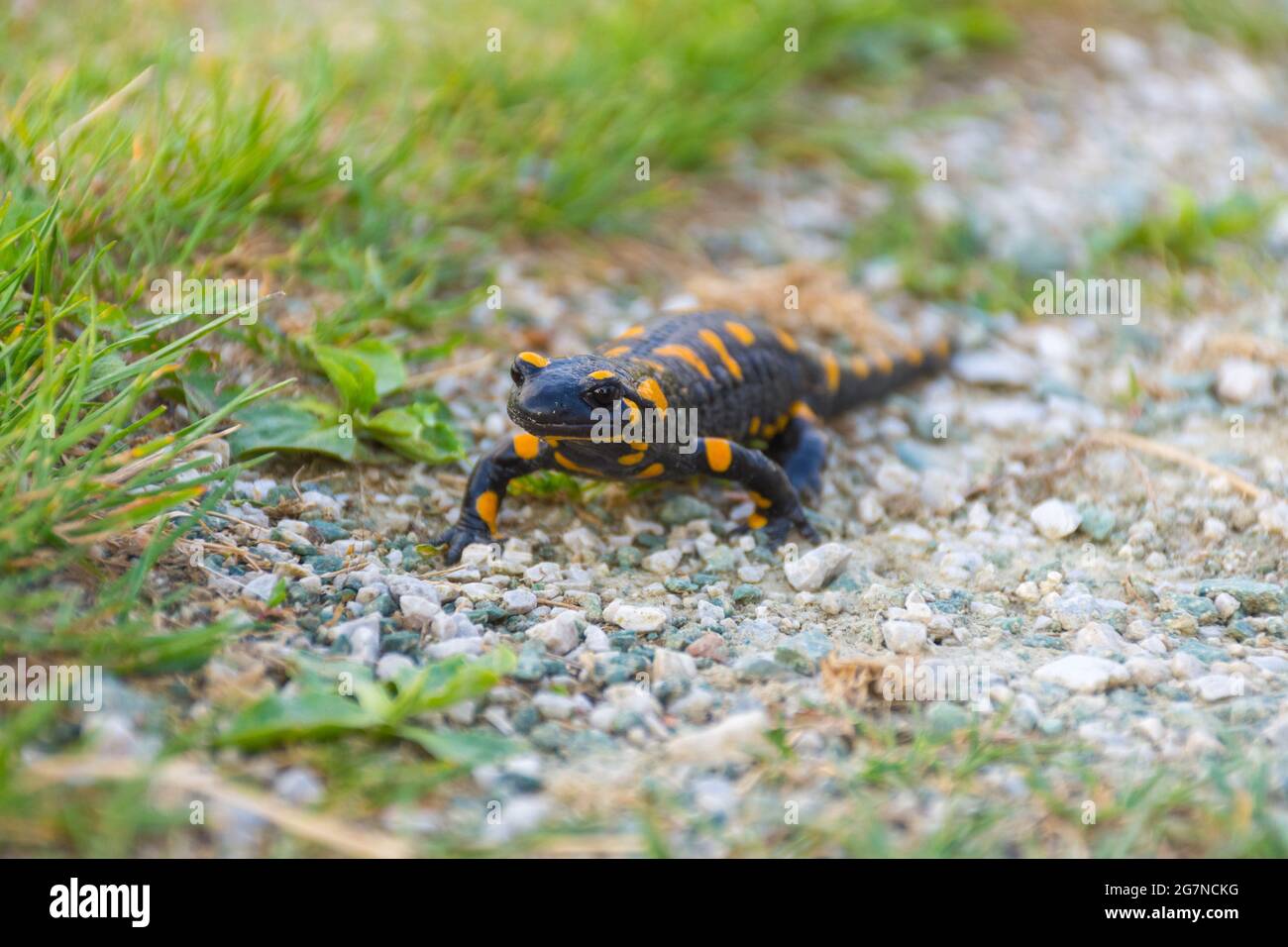 European fire salamander (Salamandra salamandra), a black yellow ...