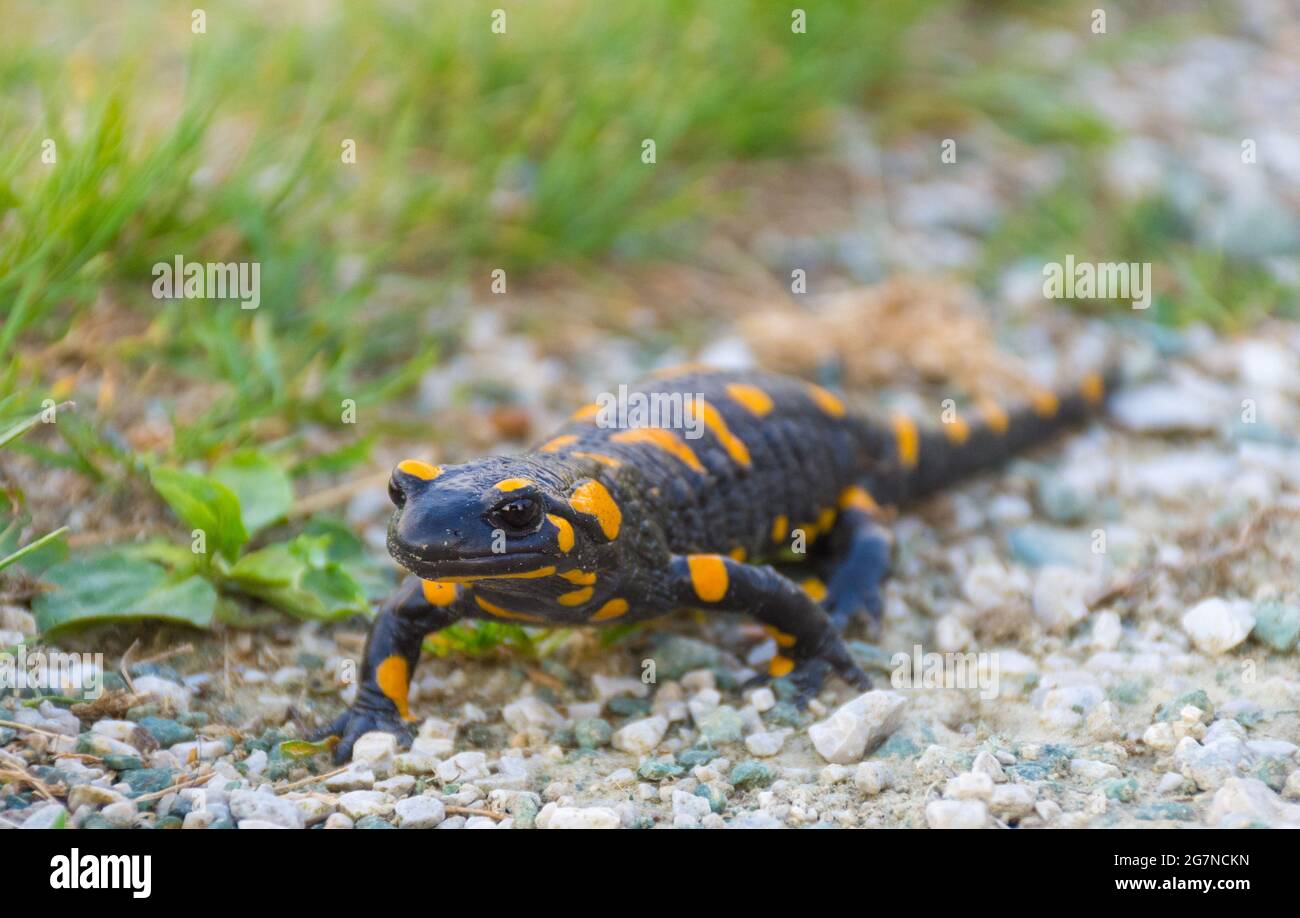 European fire salamander (Salamandra salamandra), a black yellow ...