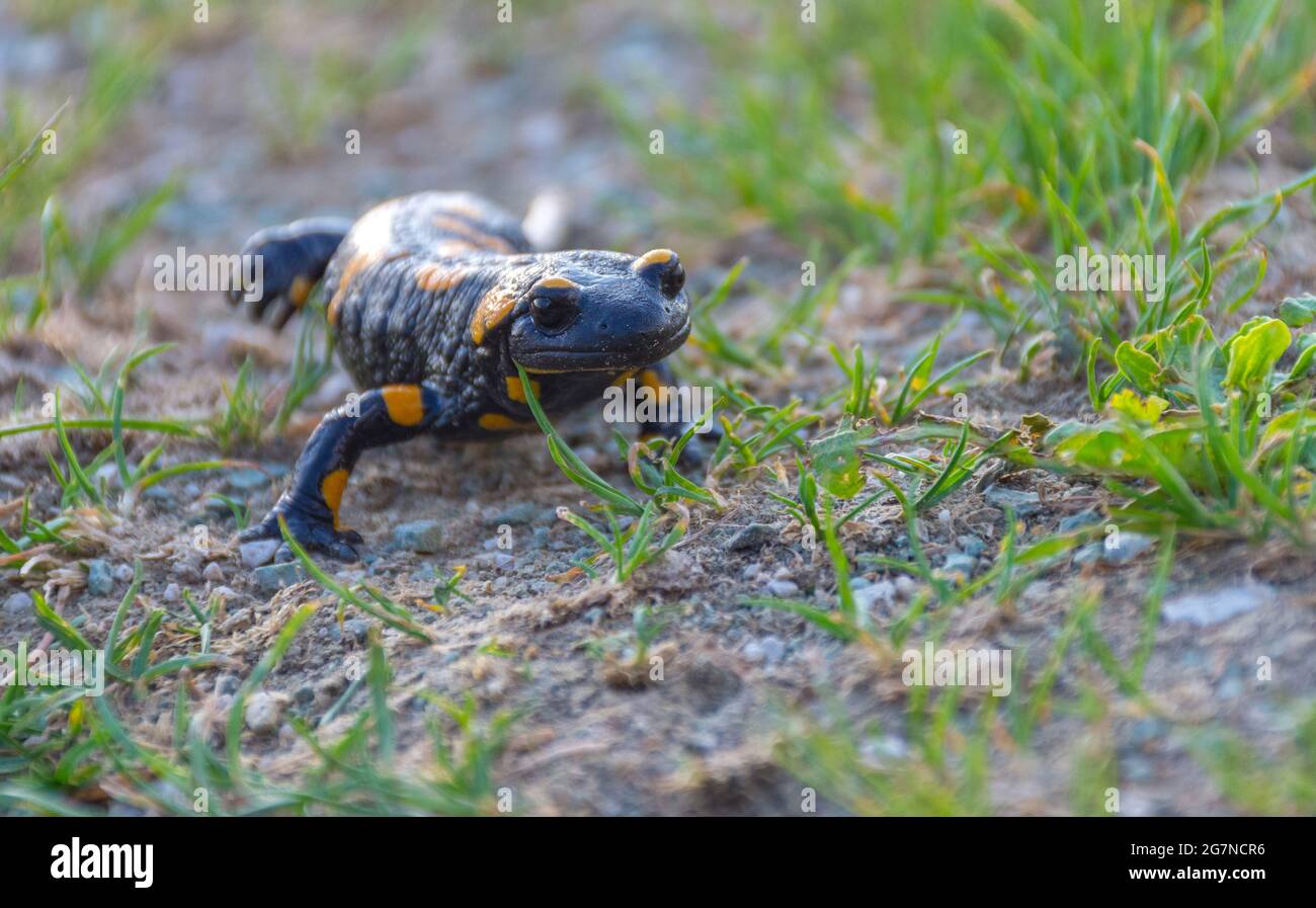 European fire salamander (Salamandra salamandra), a black yellow ...